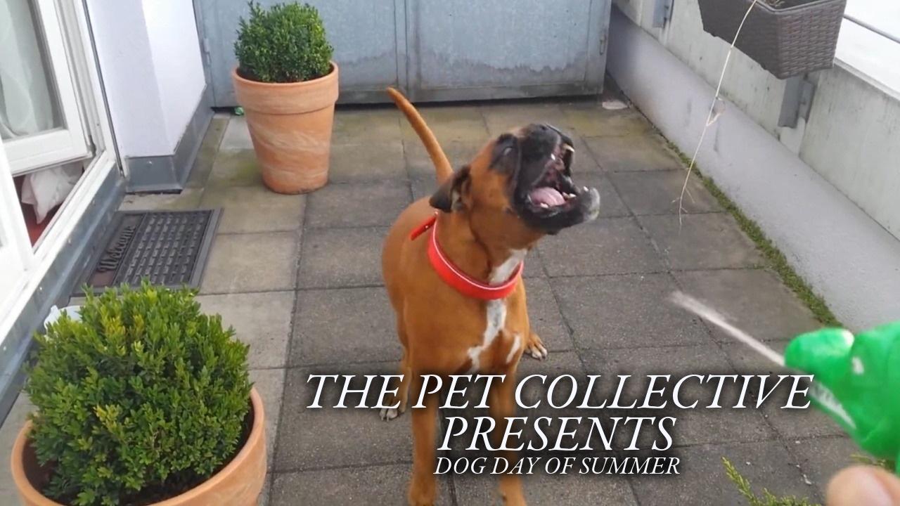 Watch The Pet Collective Presents: Dog Day of Summer Streaming Online ...