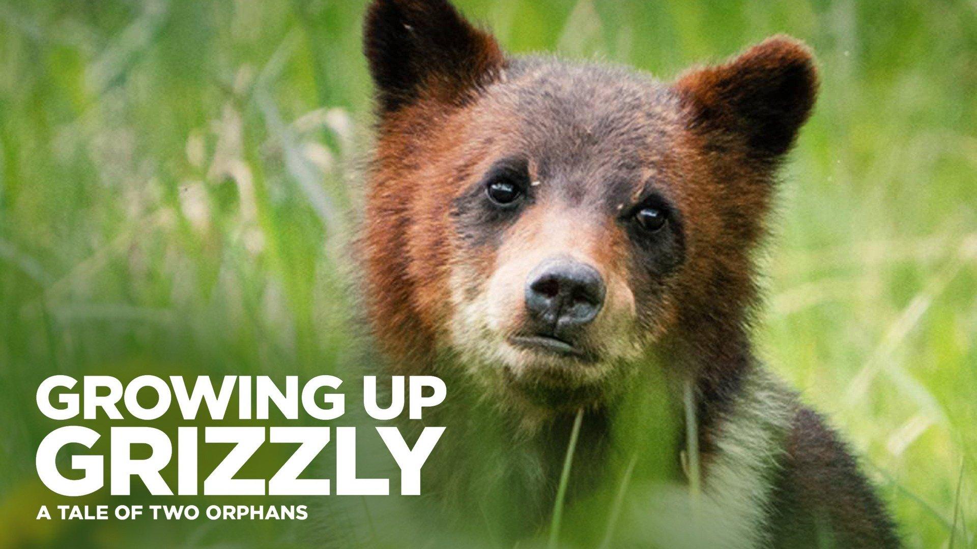 Watch Growing Up Grizzly Streaming Online on Philo (Free Trial)