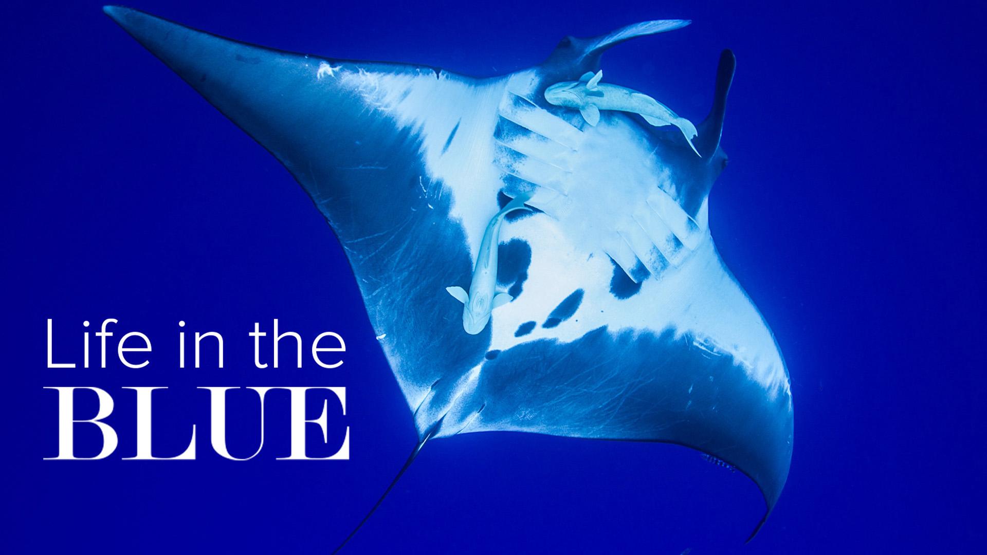 Watch Life in the Blue Streaming Online on Philo for Free