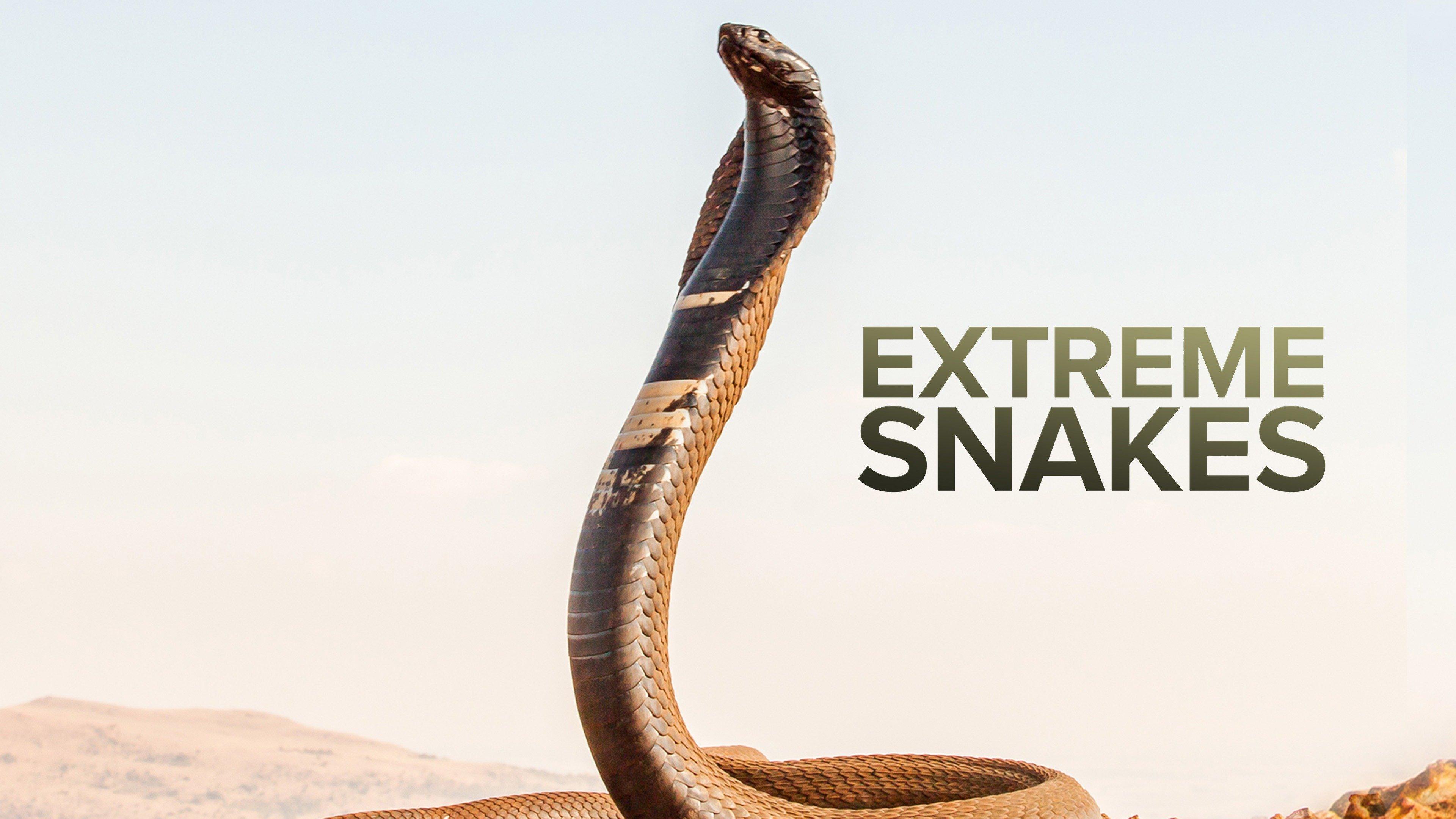 Watch Extreme Snakes Streaming Online on Philo (Free Trial)