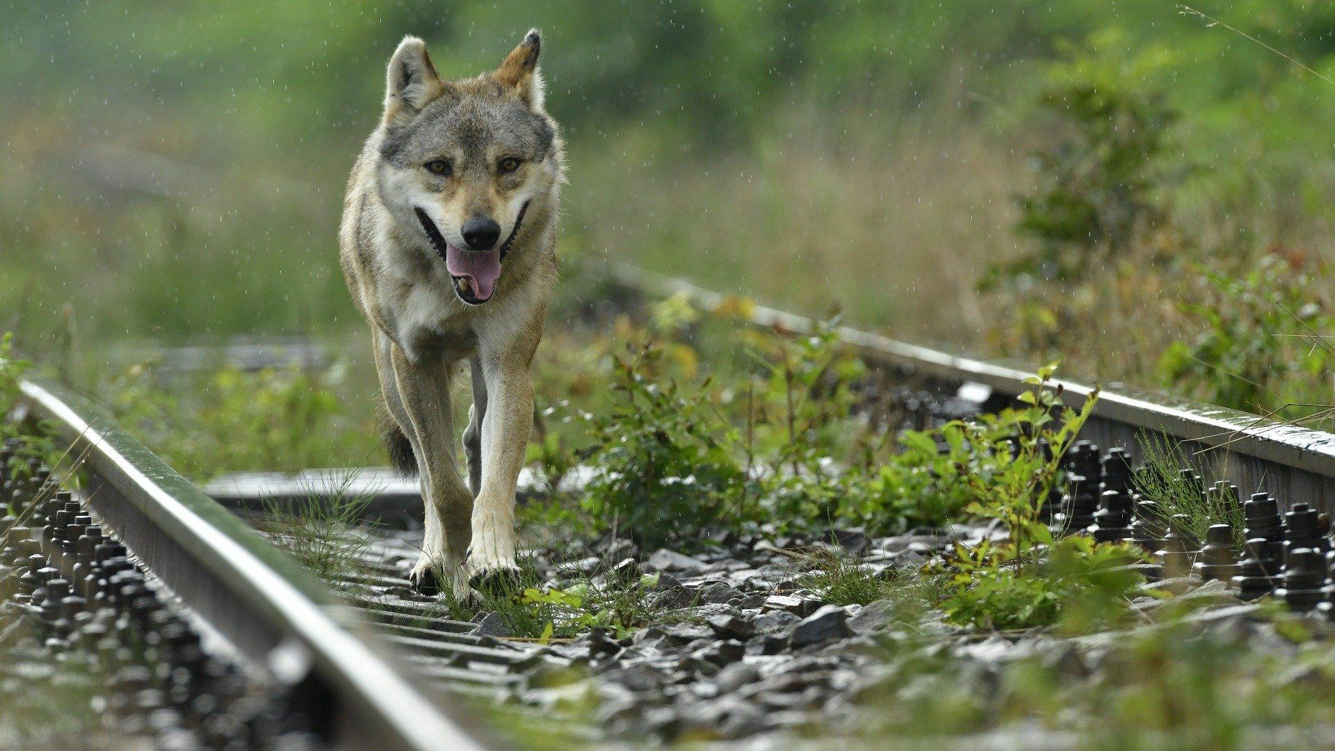 A Wolf's Journey: Convenience of Comfort