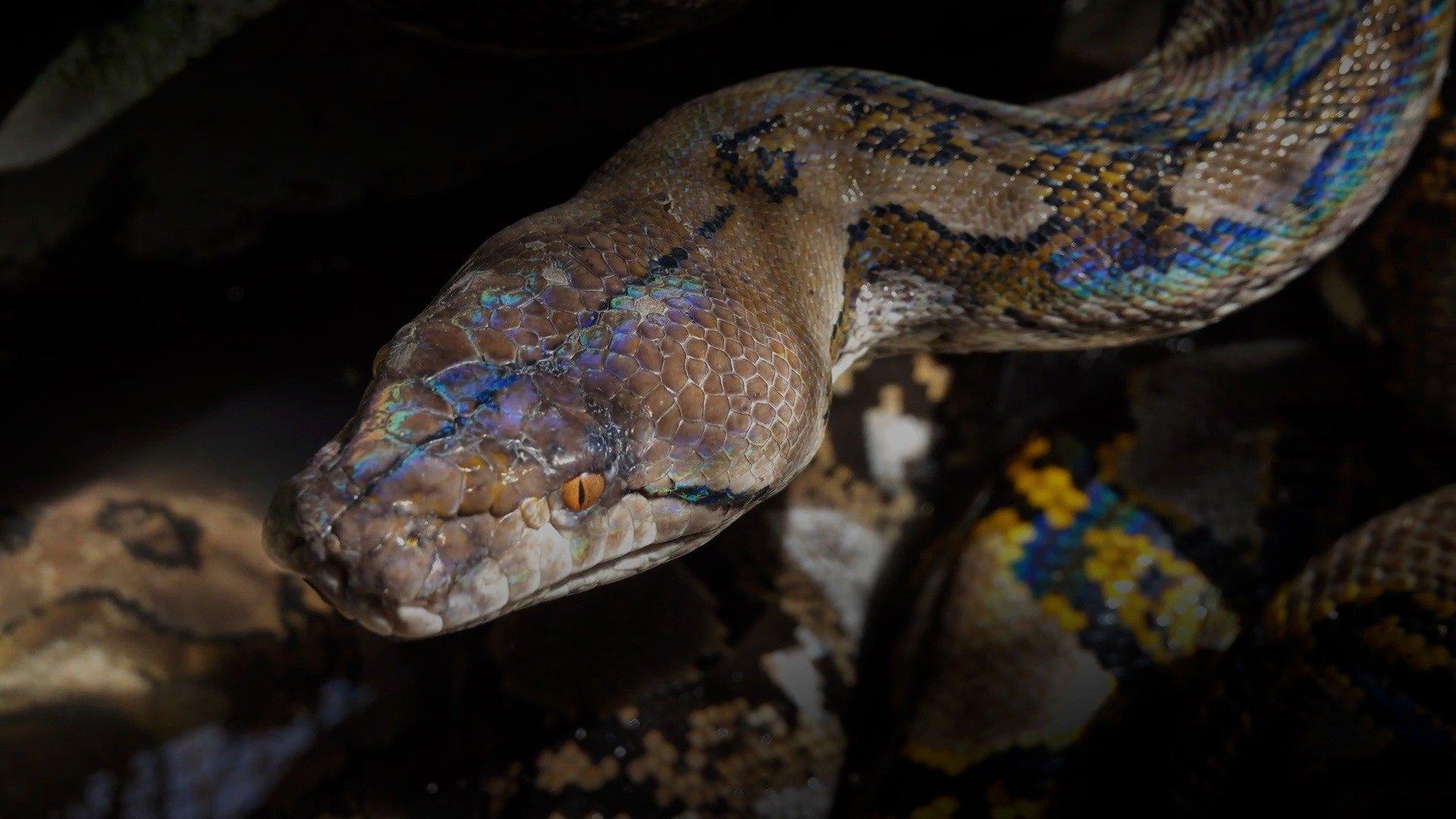 Swamp People: Serpent Invasion: The Night Serpent