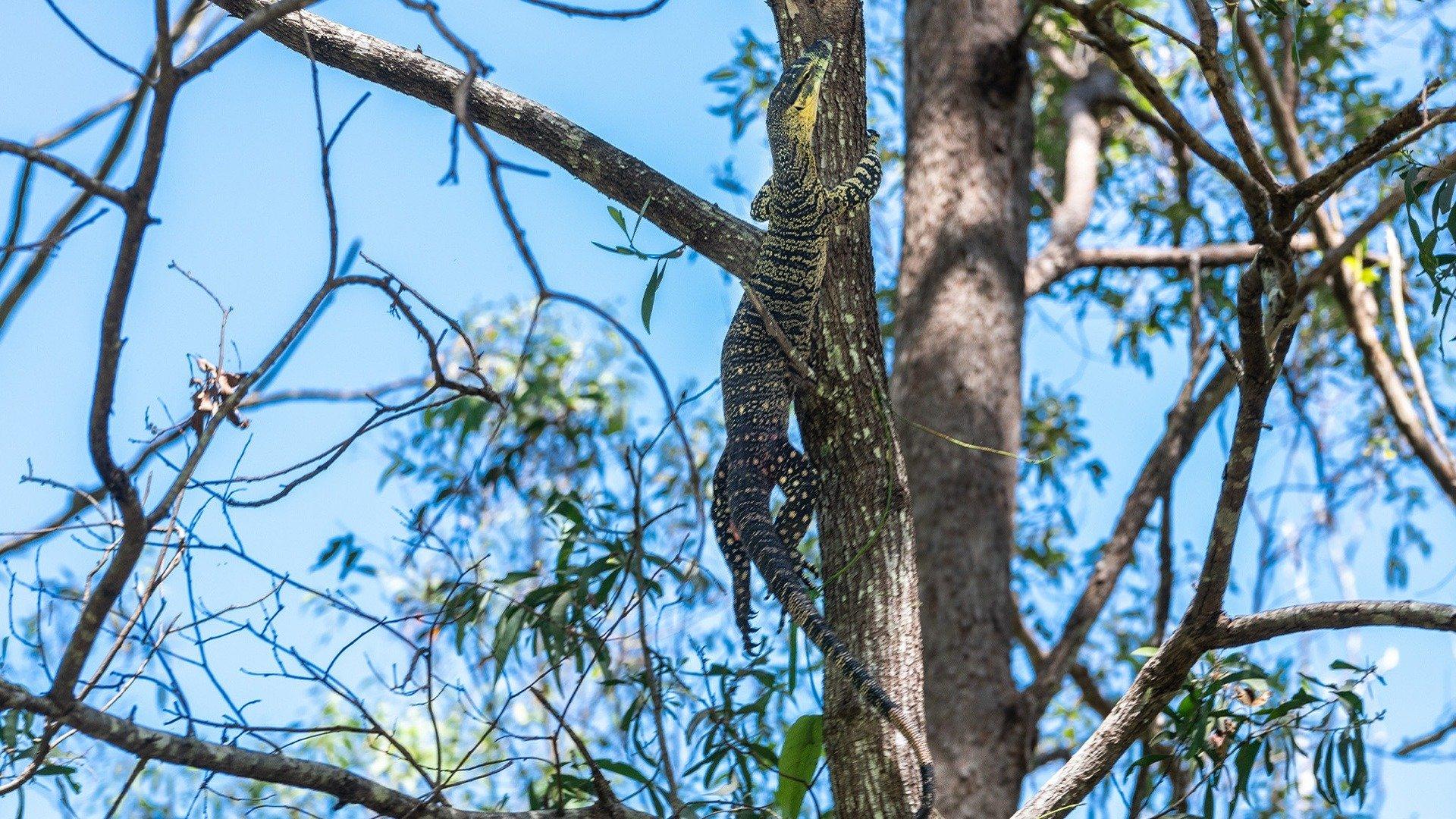 Wildlife ER: Spoonbill Soft Shoe Shuffle