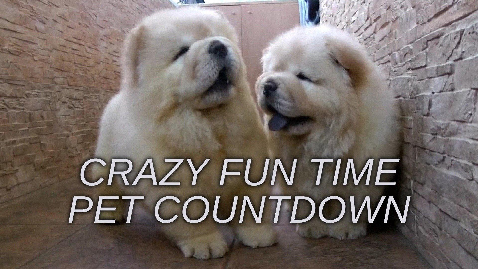 Watch Crazy Fun Time Pet Countdown Streaming Online on Philo (Free Trial)