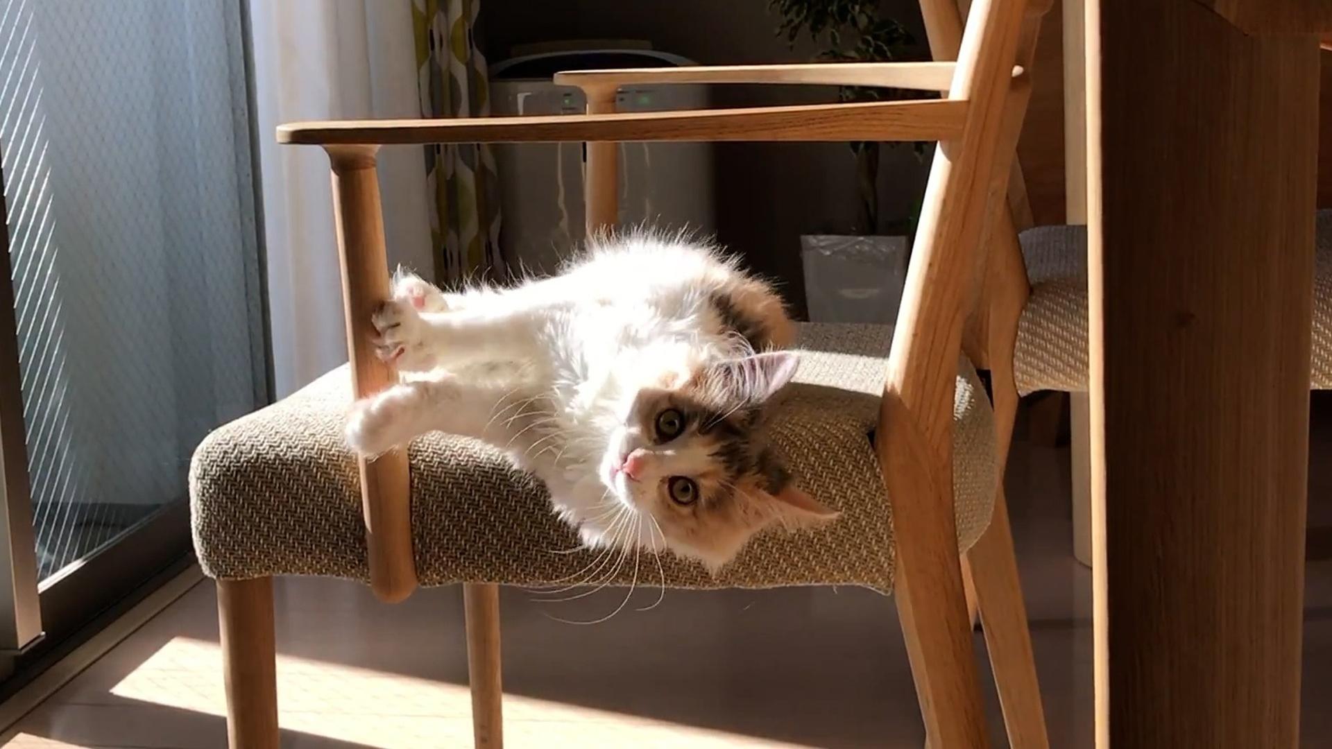 Animals Unscripted: Cats & Dogs Unscripted