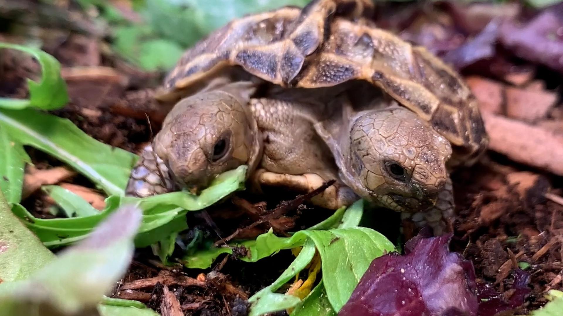 Animals Unscripted: Wild Personality