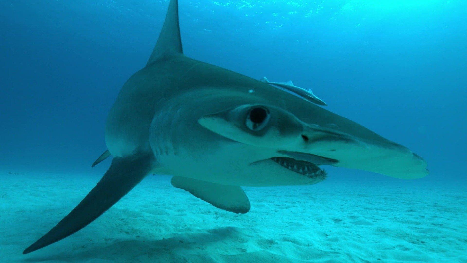 Watch The Secret Lives of Sharks: S1E4 - Great White & Hammerhead ...