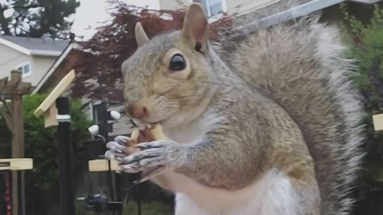 This Is Mark Rober: Attack of the Squirrels