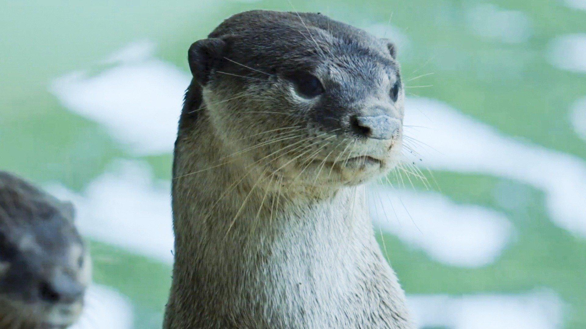 Otter Dynasty: River of Revenge