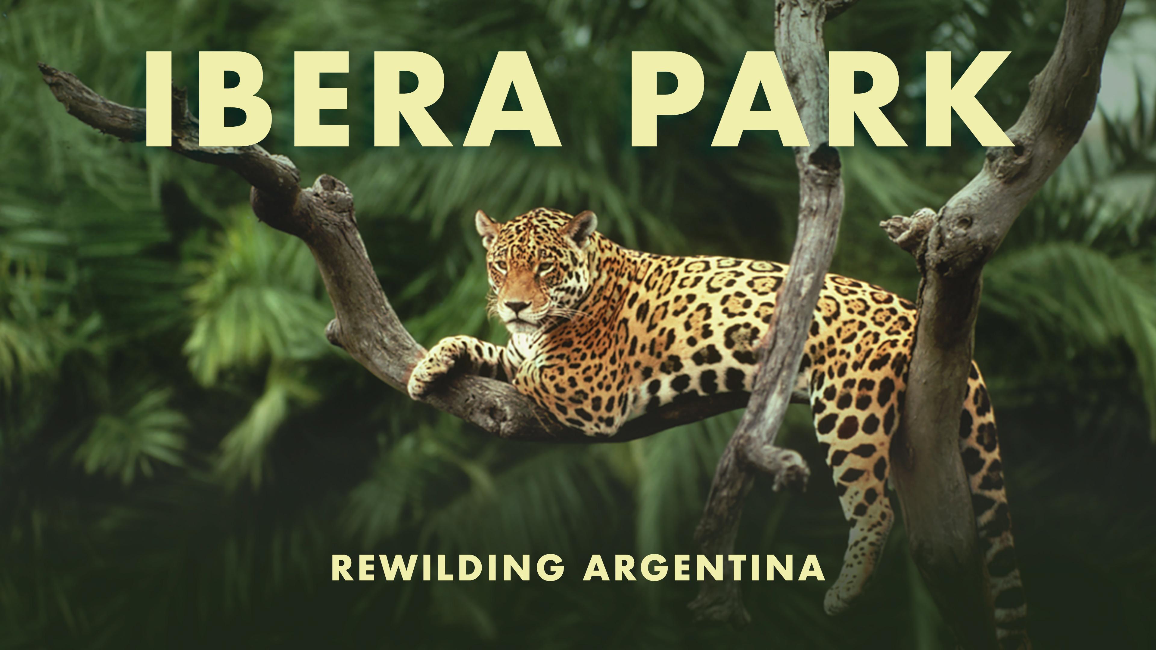 Watch Ibera Park: Rewilding Argentina Streaming Online on Philo (Free Trial)