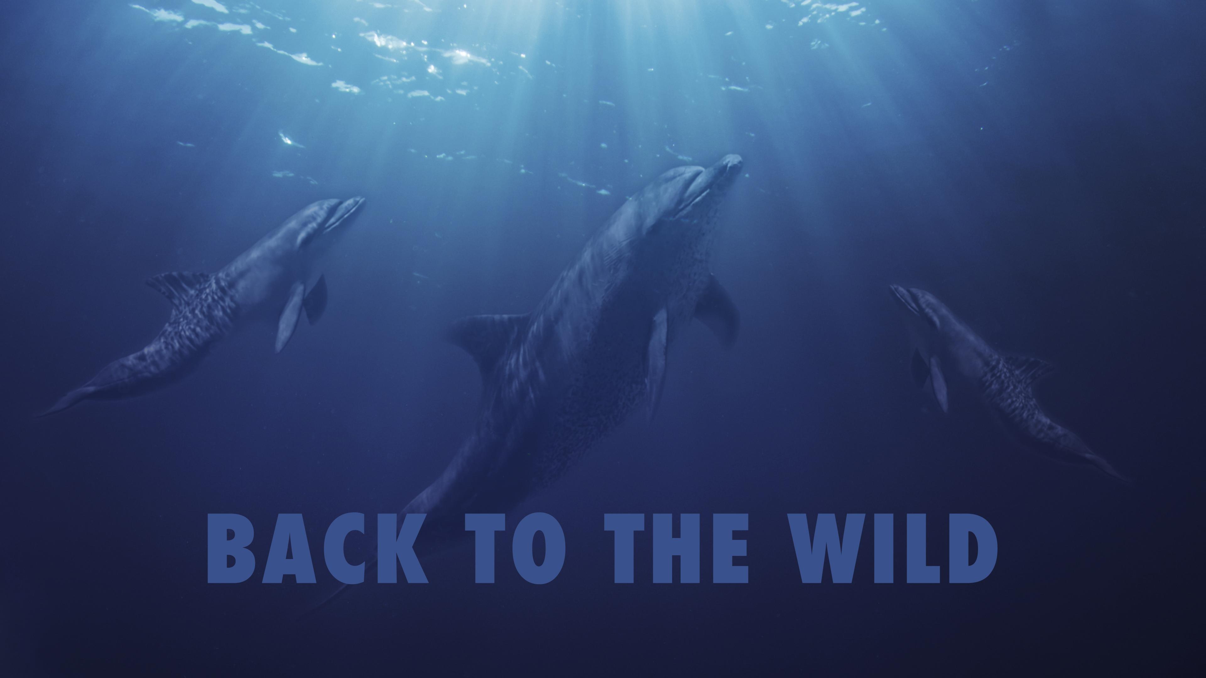 Watch Back to the Wild Streaming Online on Philo (Free Trial)