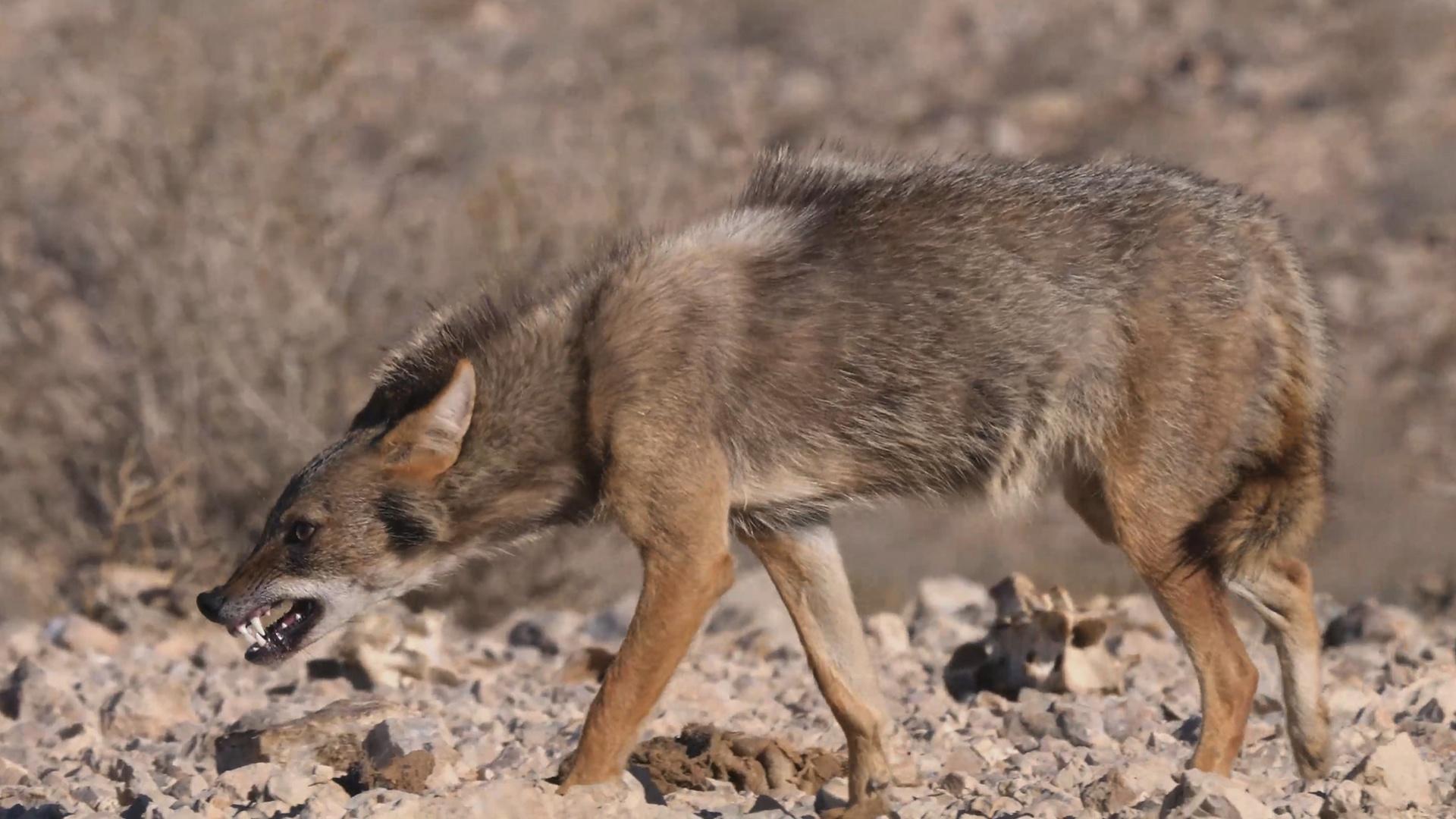 Watch Wild Dogs: S1E1 - Unexpected Dogs on Philo (Free Trial)