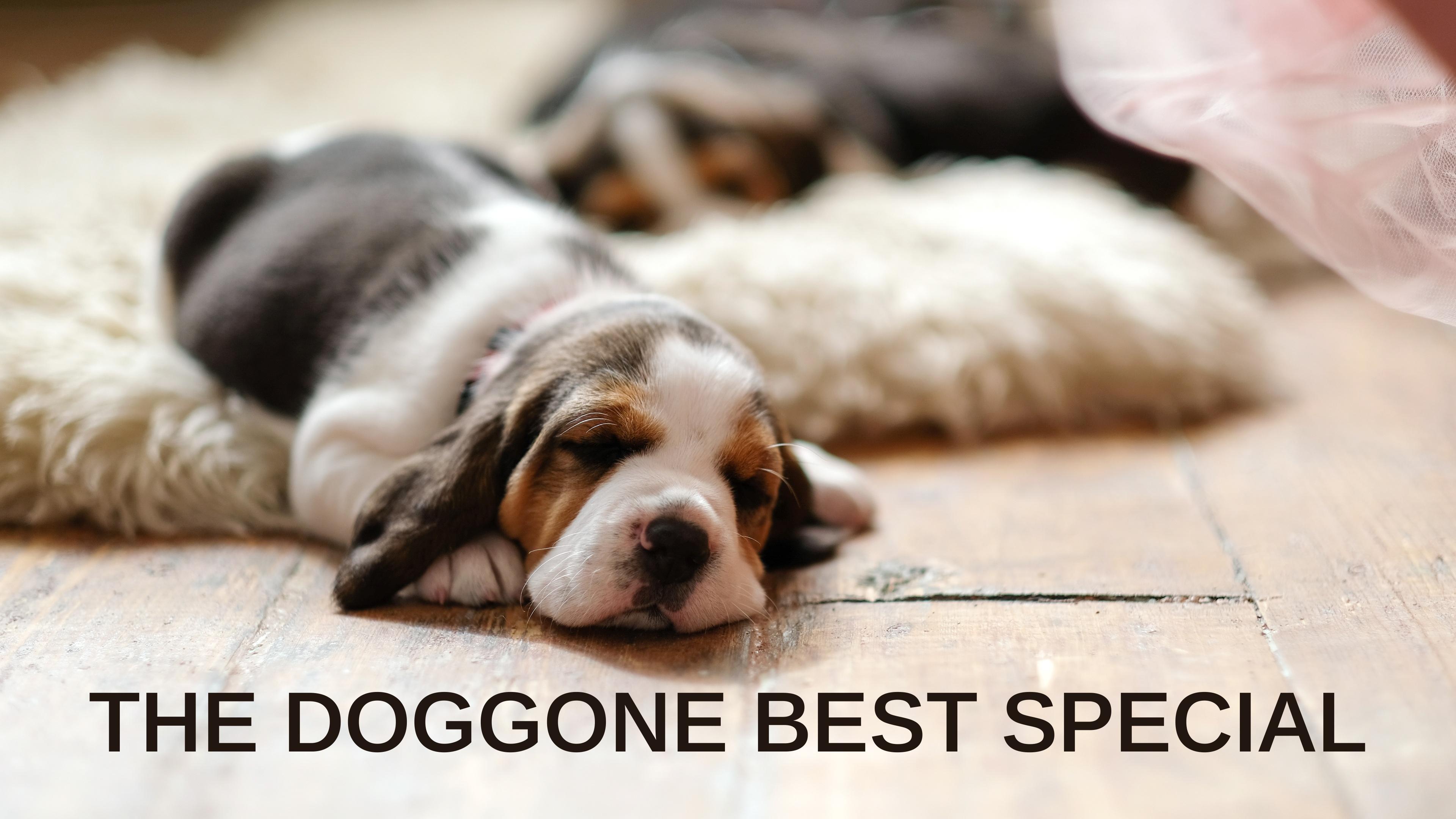 Watch The Doggone Best Special Streaming Online on Philo (Free Trial)