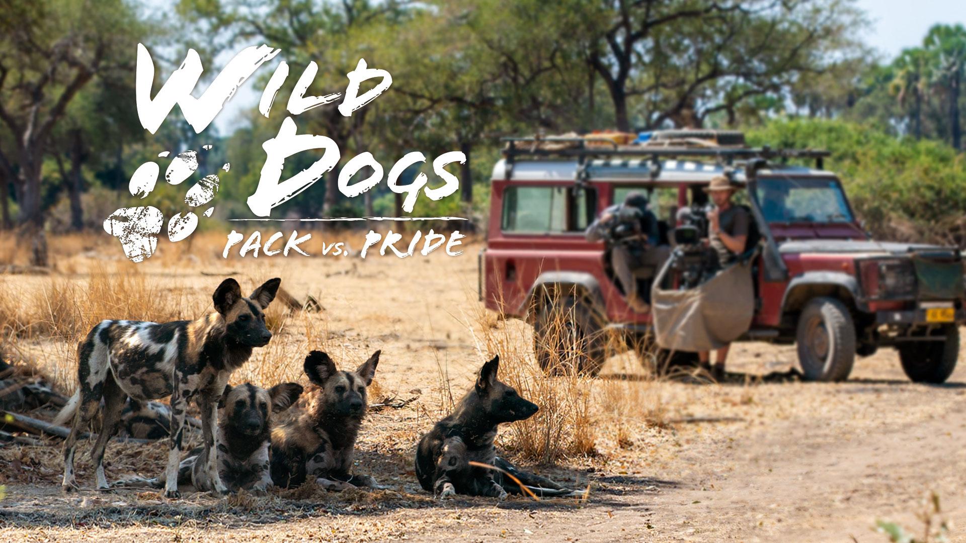 Watch Wild Dogs: Pack vs. Pride Streaming Online on Philo (Free Trial)