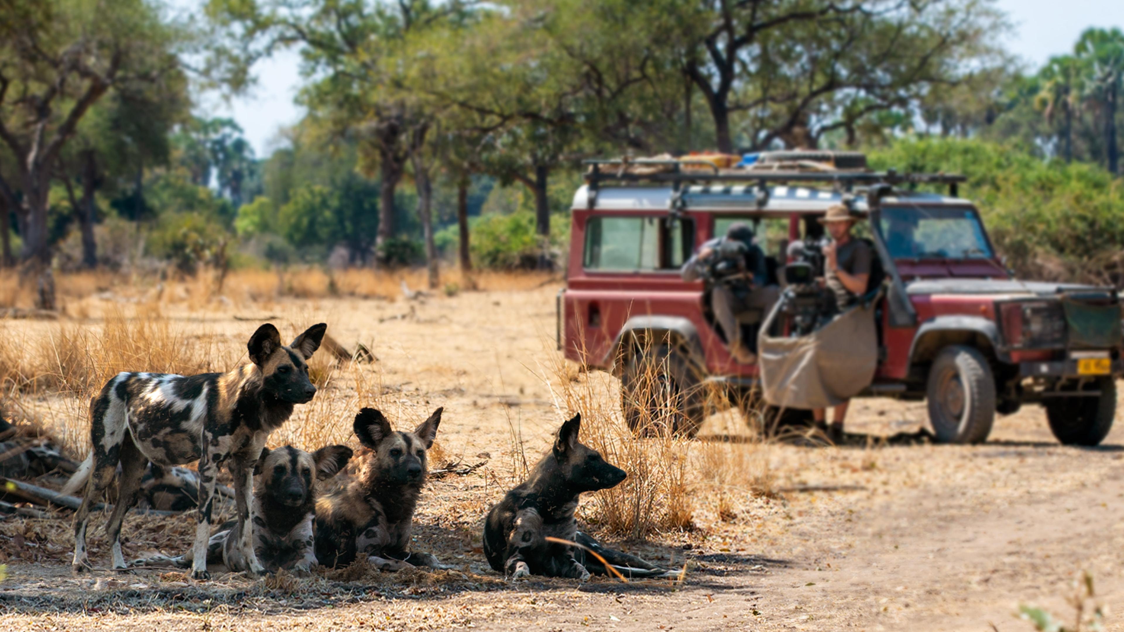 Wild Dogs: Pack vs. Pride