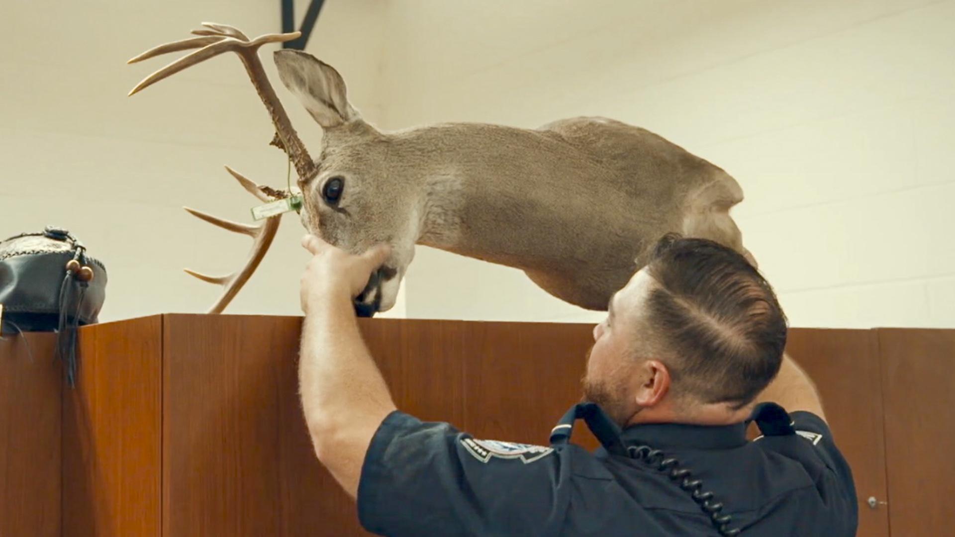 Contraband: Seized at the Border: Yes, Deer?