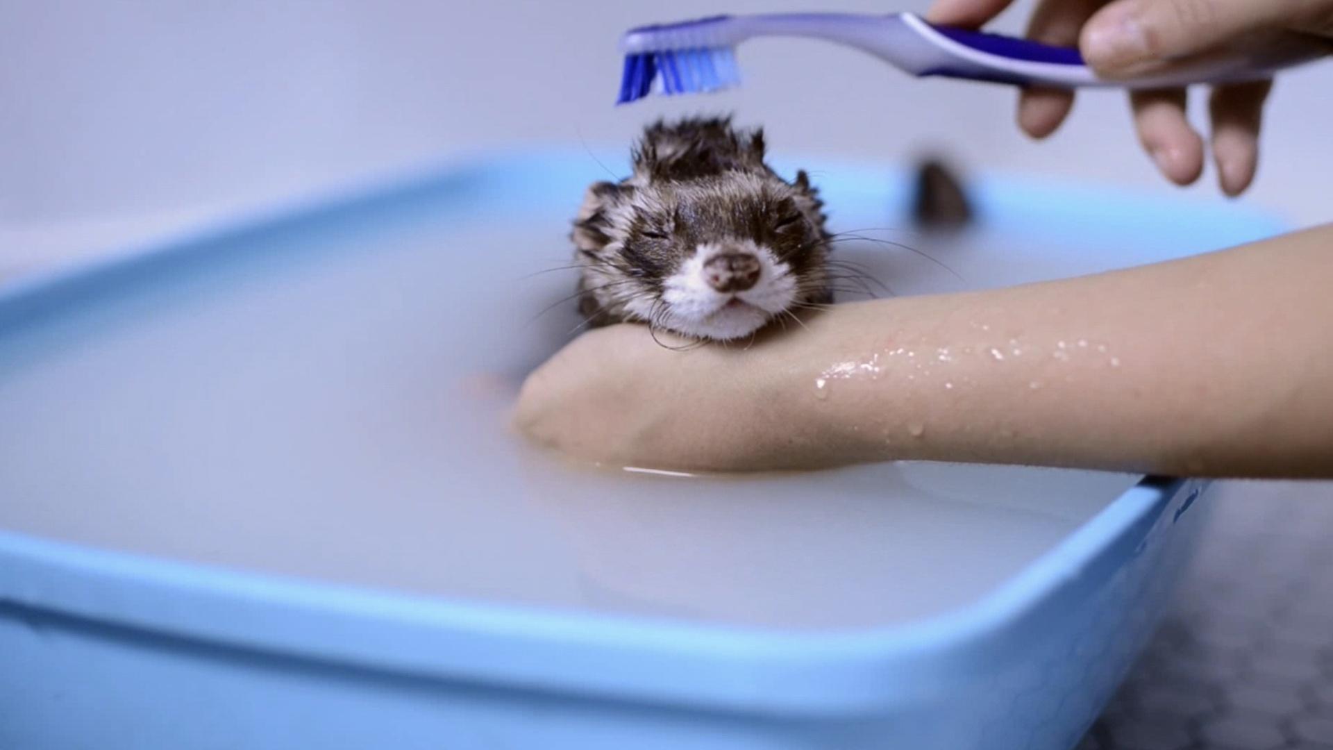 Animals Unscripted: Extraordinary Exotic Pets