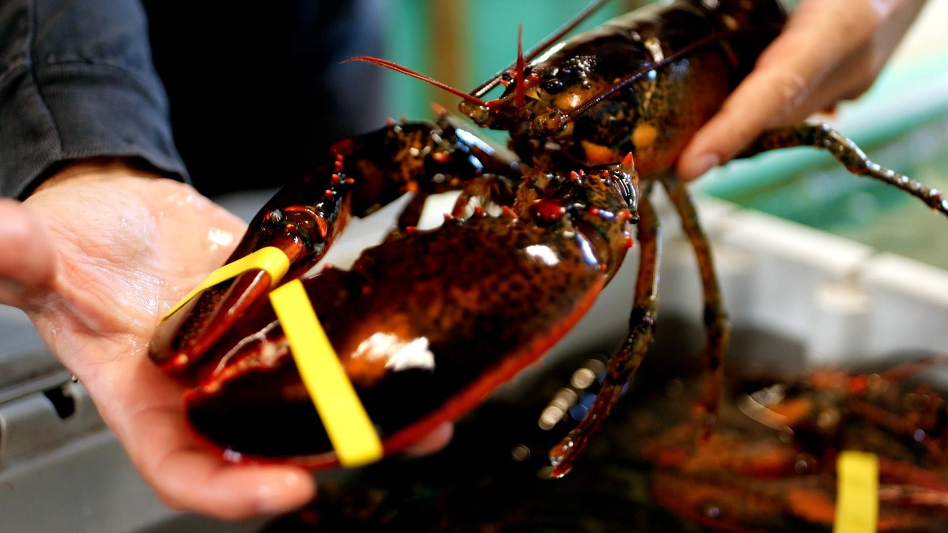 From Scratch: Fishing for Lobster in Maine