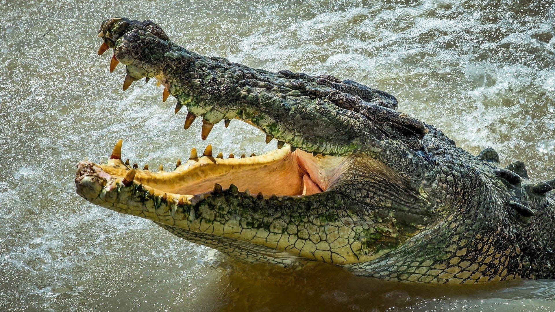 Watch The Crocodile Hunter Diaries: S3E4 - South Pacific Croc Rescue on ...