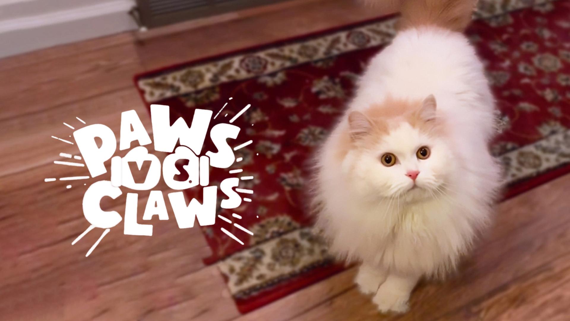 Watch Paws vs Claws Streaming Online on Philo (Free Trial)