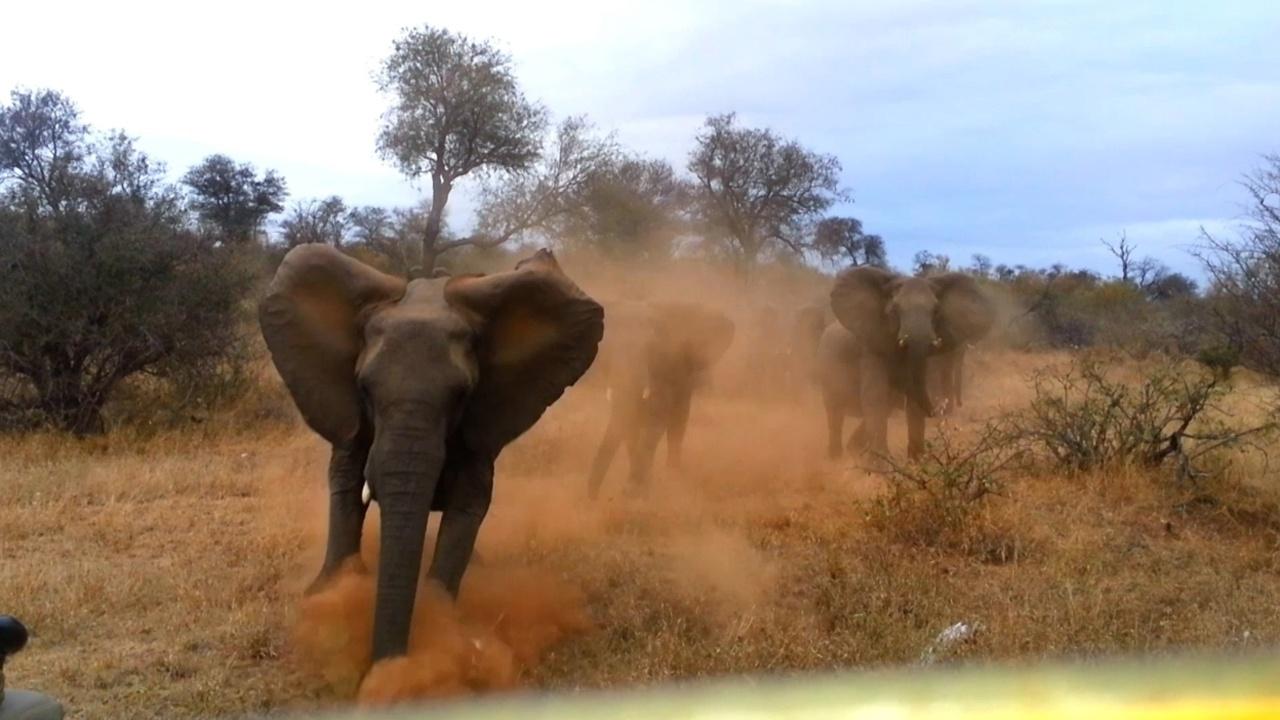 Humans Vs. Everything: Humans VS. Everything ----- Humans vs Wildlife