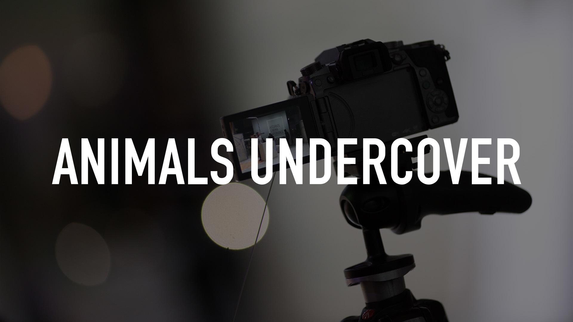 Animals Undercover: Scaredy Cat