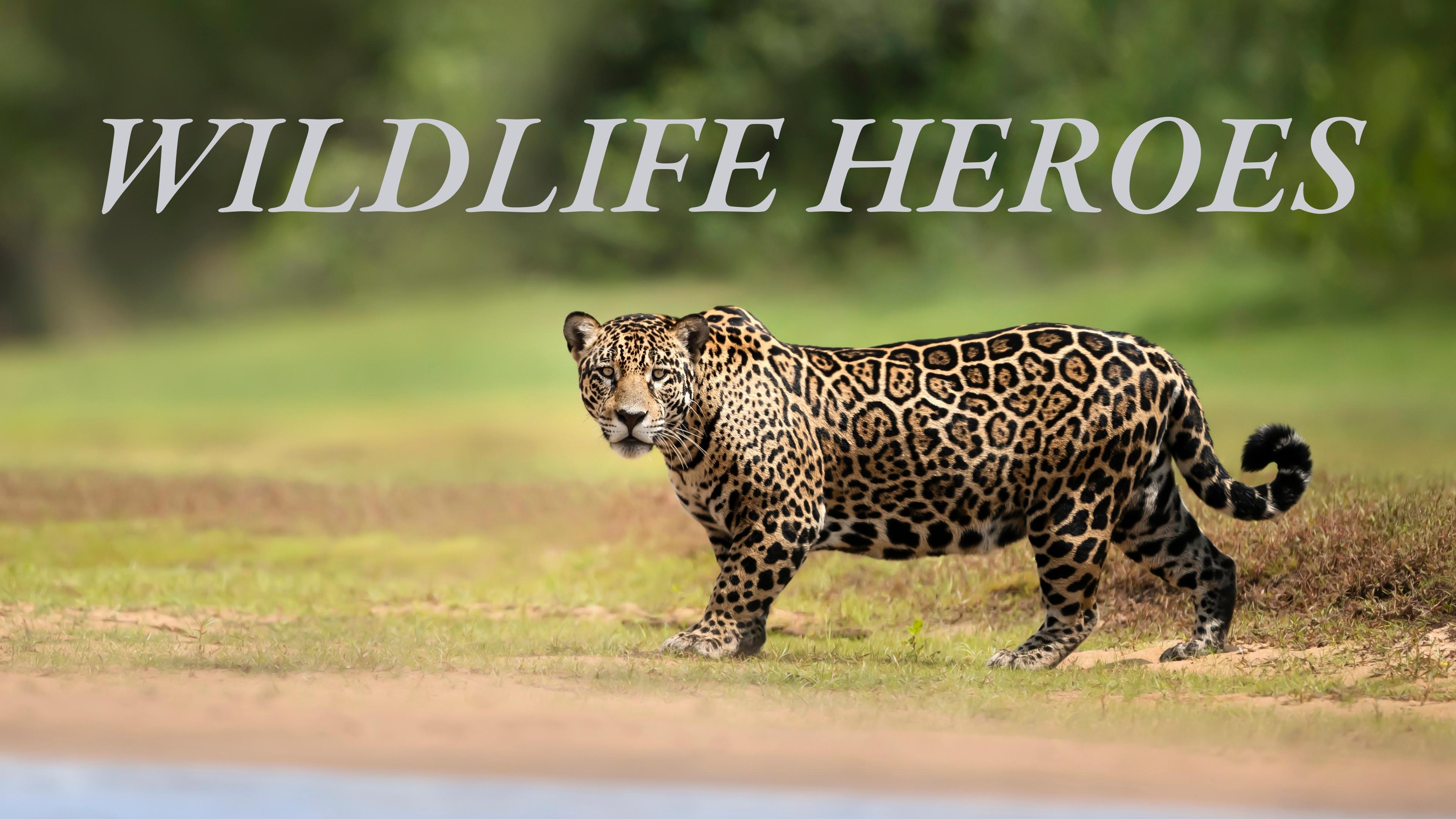 Watch Wildlife Heroes: S1E4 - Birute Galdikas on Philo (Free Trial)