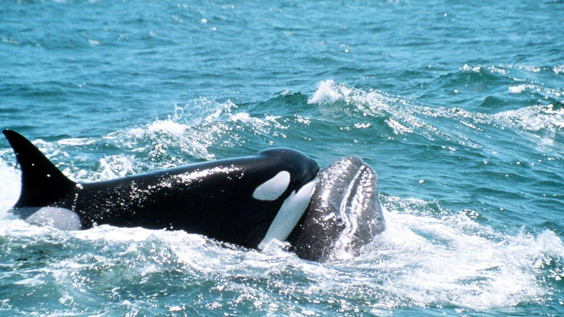 Planet Earth: The Blue Planet: Seasonal Seas