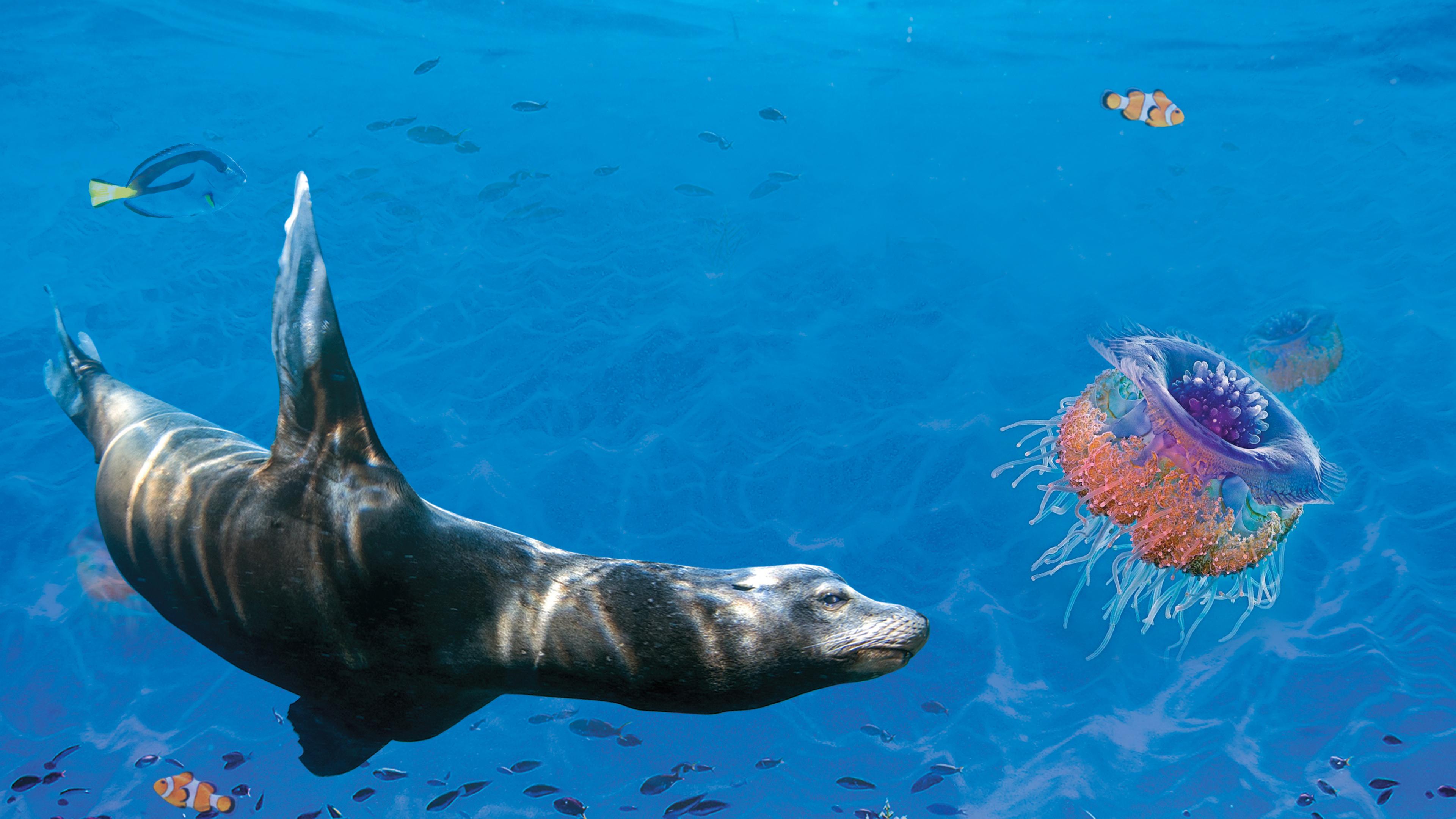 Under the Sea: Survival