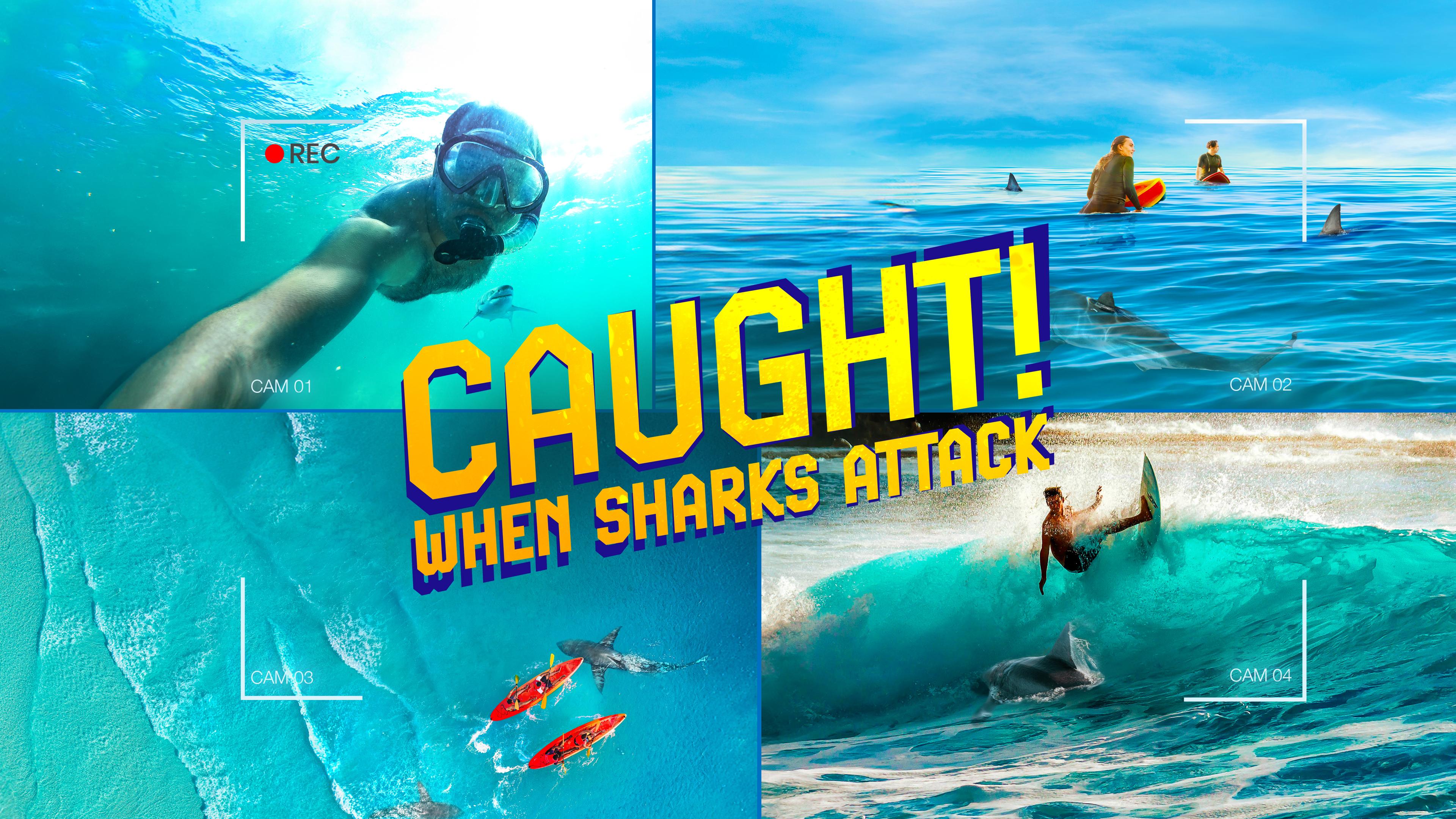 Watch Caught! When Sharks Attack Streaming Online on Philo (Free Trial)