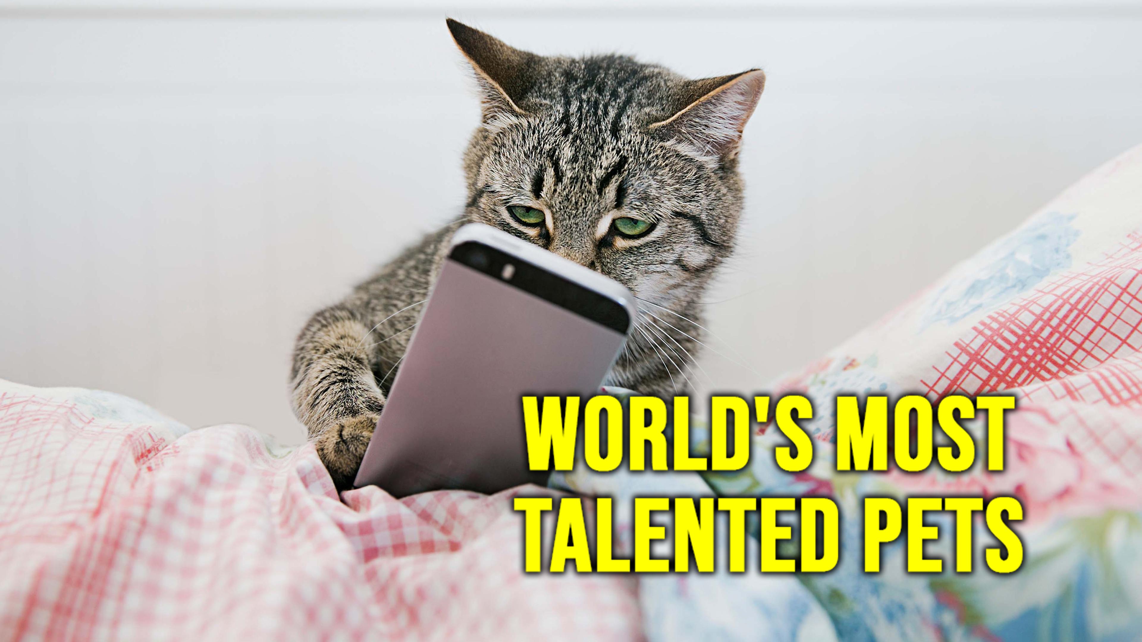 Watch World's Most Talented Pets Streaming Online on Philo (Free Trial)
