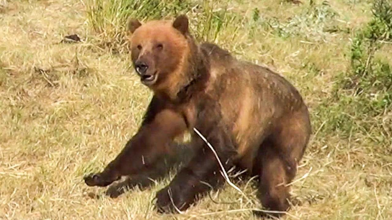 Watch Yellowstone Wardens: S5E7 - Arresting Behavior on Philo (Free Trial)