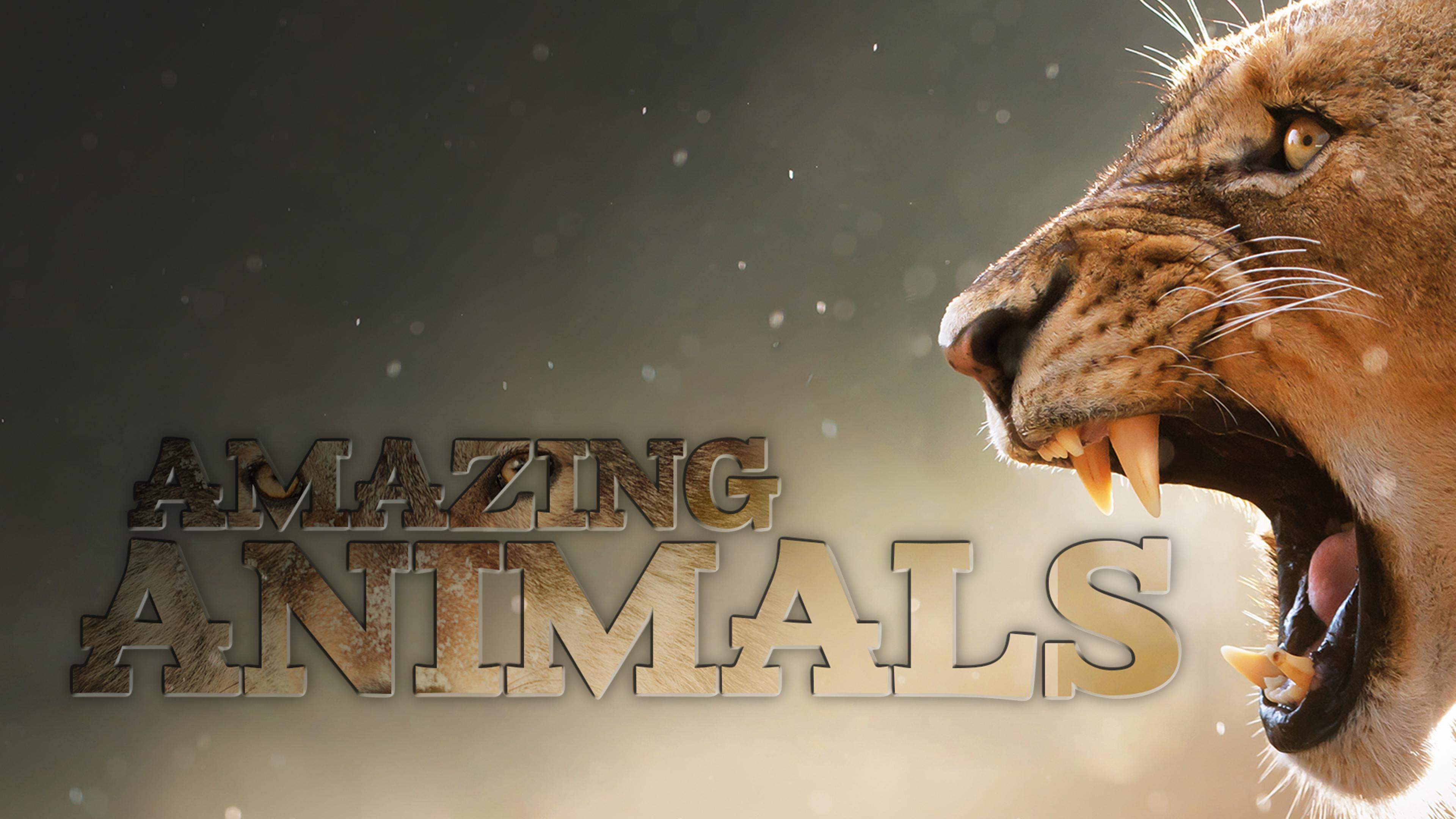 Amazing Animals: Animal Journeys Part 1