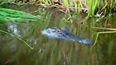 Dirty Jobs: Alligator Egg Collector