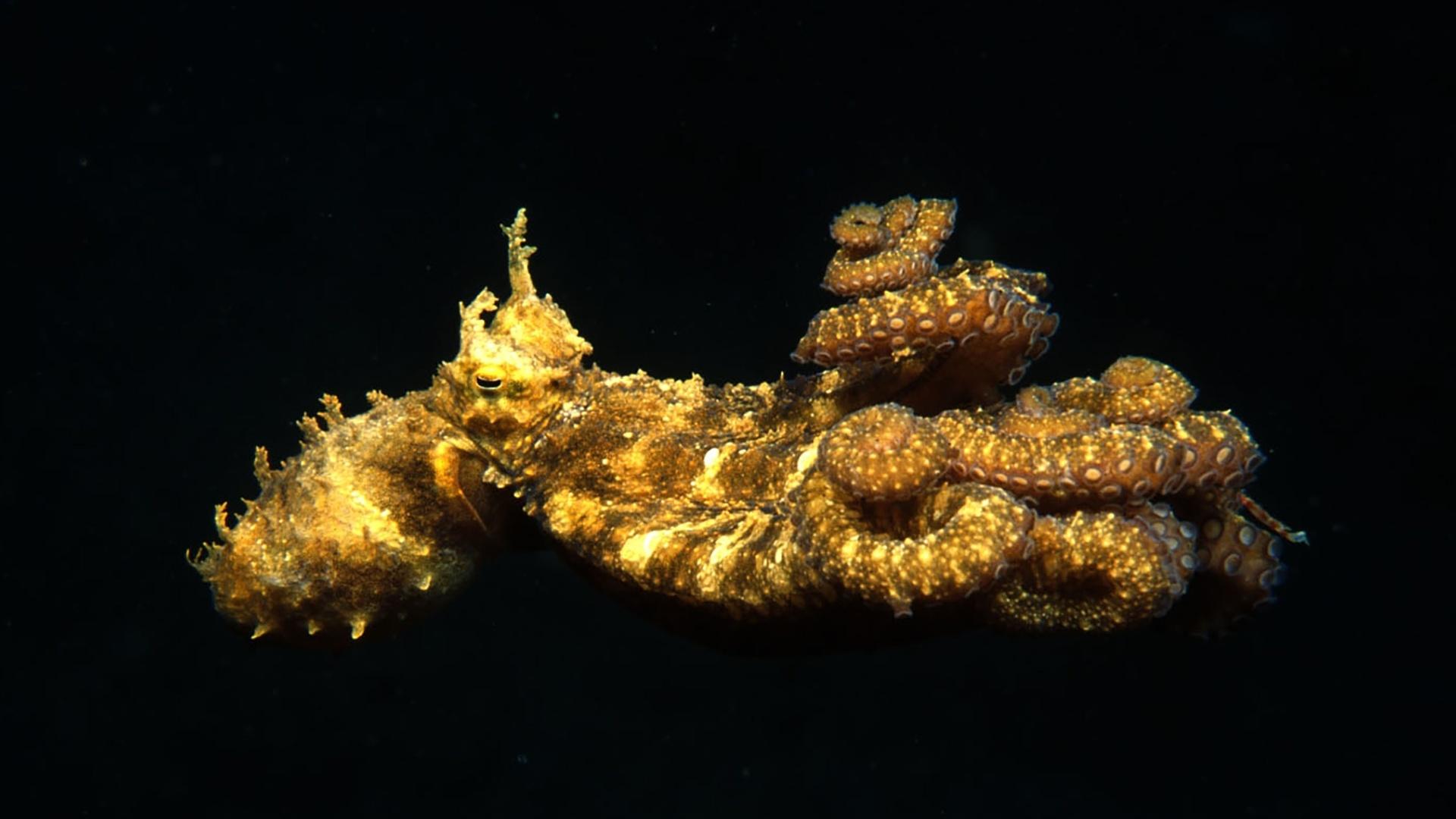 Watch The Blue Realm: S2004E1 - Tentacles on Philo (Free Trial)