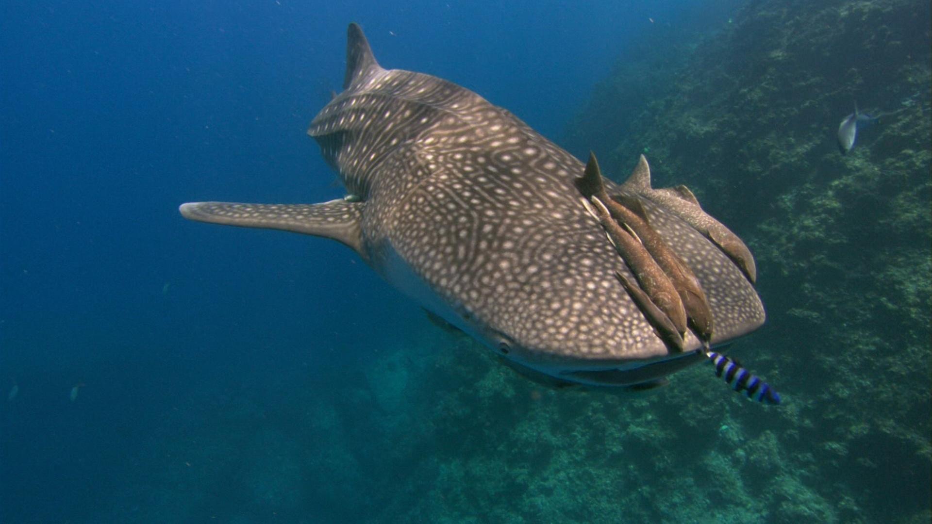 Watch The Blue Realm: S2008E1 - Whale Sharks: Gentle Giants on Philo ...