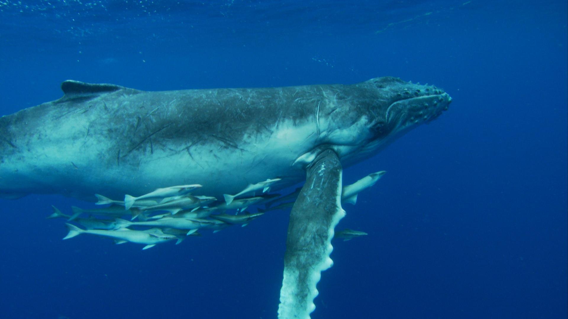 Watch The Blue Realm: S2009E1 - Humpbacks: From Tonga to Antarctica on ...