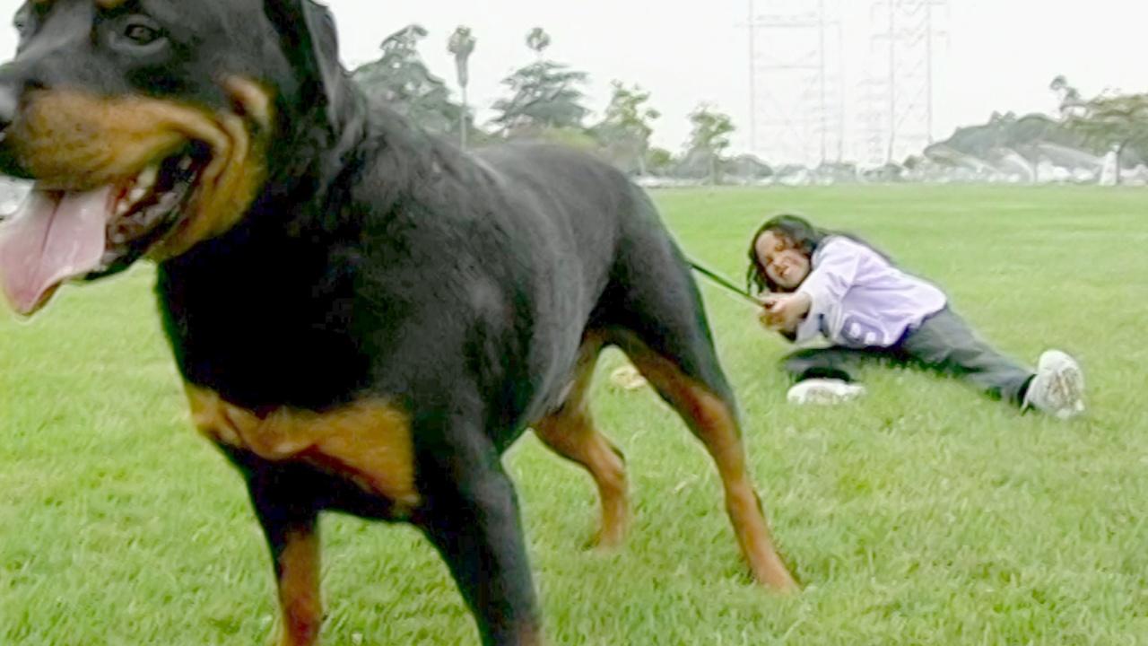 Watch Dog Whisperer: S1E14 - Jake and King on Philo (Free Trial)