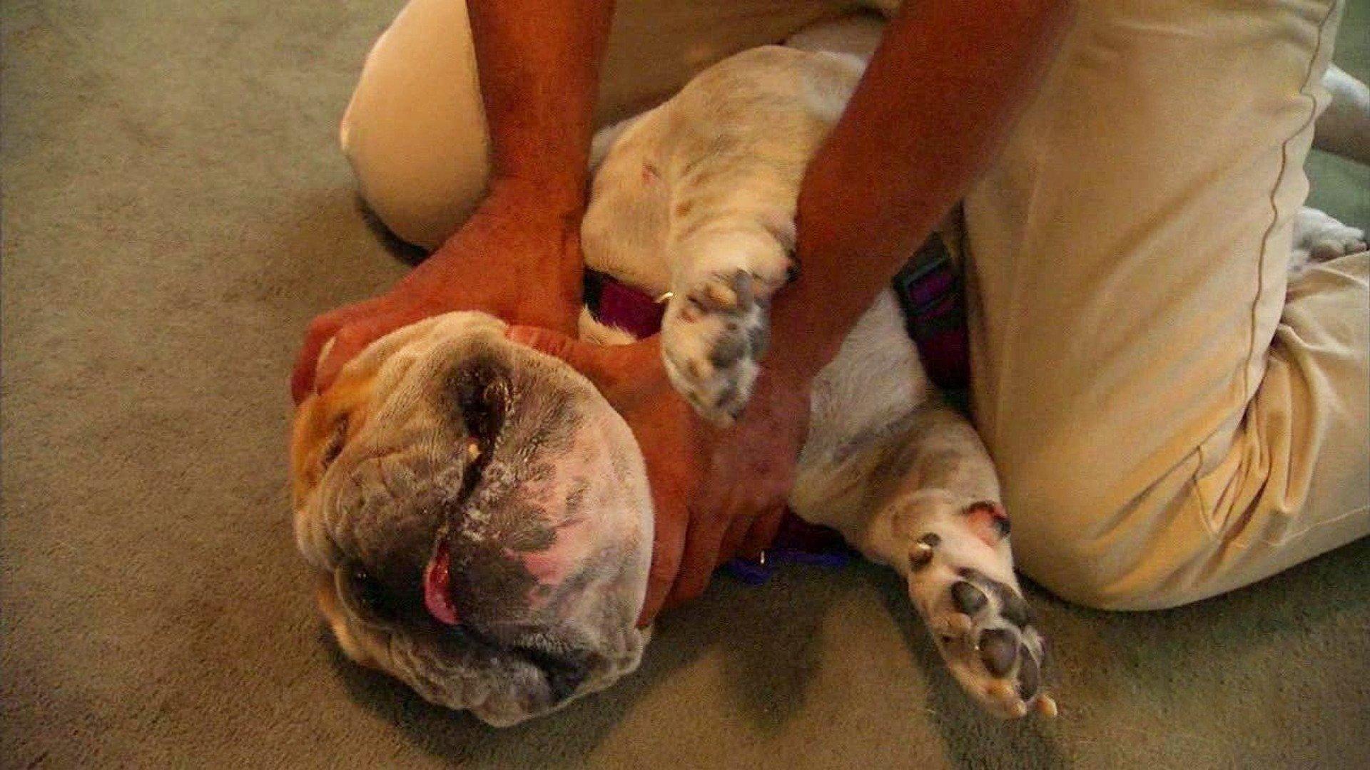 Watch Dog Whisperer: S3E4 - 4-Alarm Fire Dog on Philo (Free Trial)