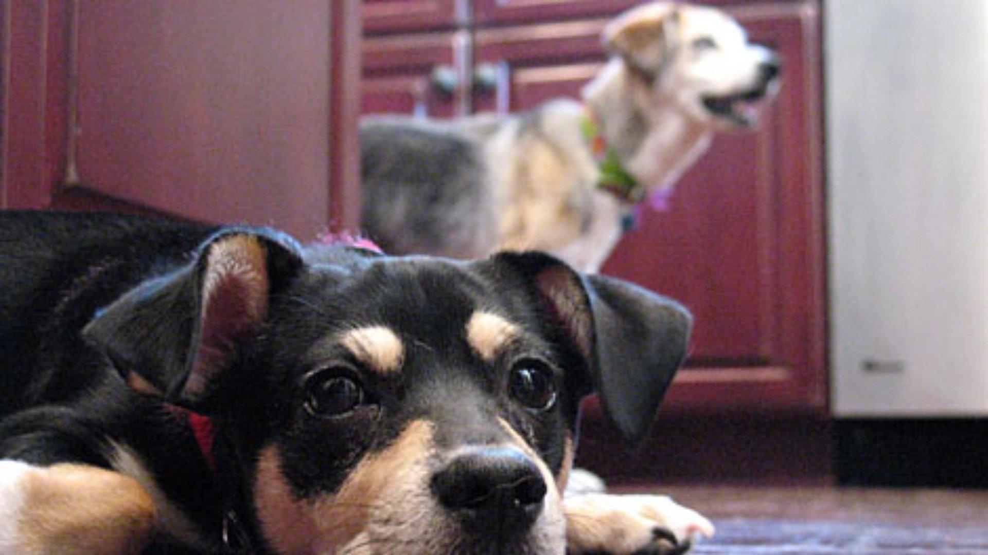 Watch Dog Whisperer: S4E8 - Home Alone on Philo (Free Trial)