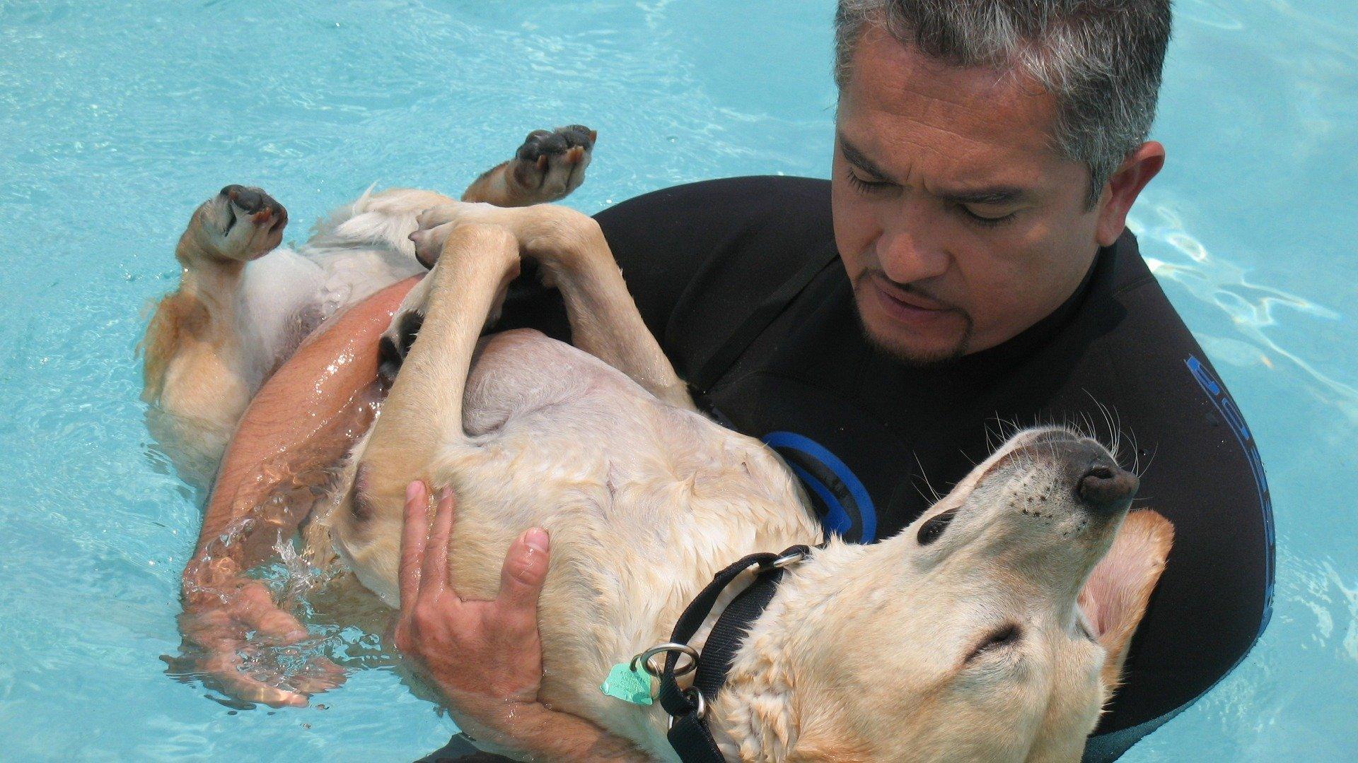 Watch Dog Whisperer: S4E10 - Shell-Shocked on Philo for Free