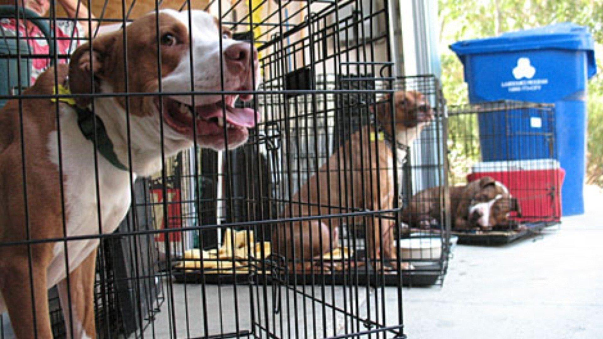 Watch Dog Whisperer: S4E12 - Beagle Mania on Philo (Free Trial)