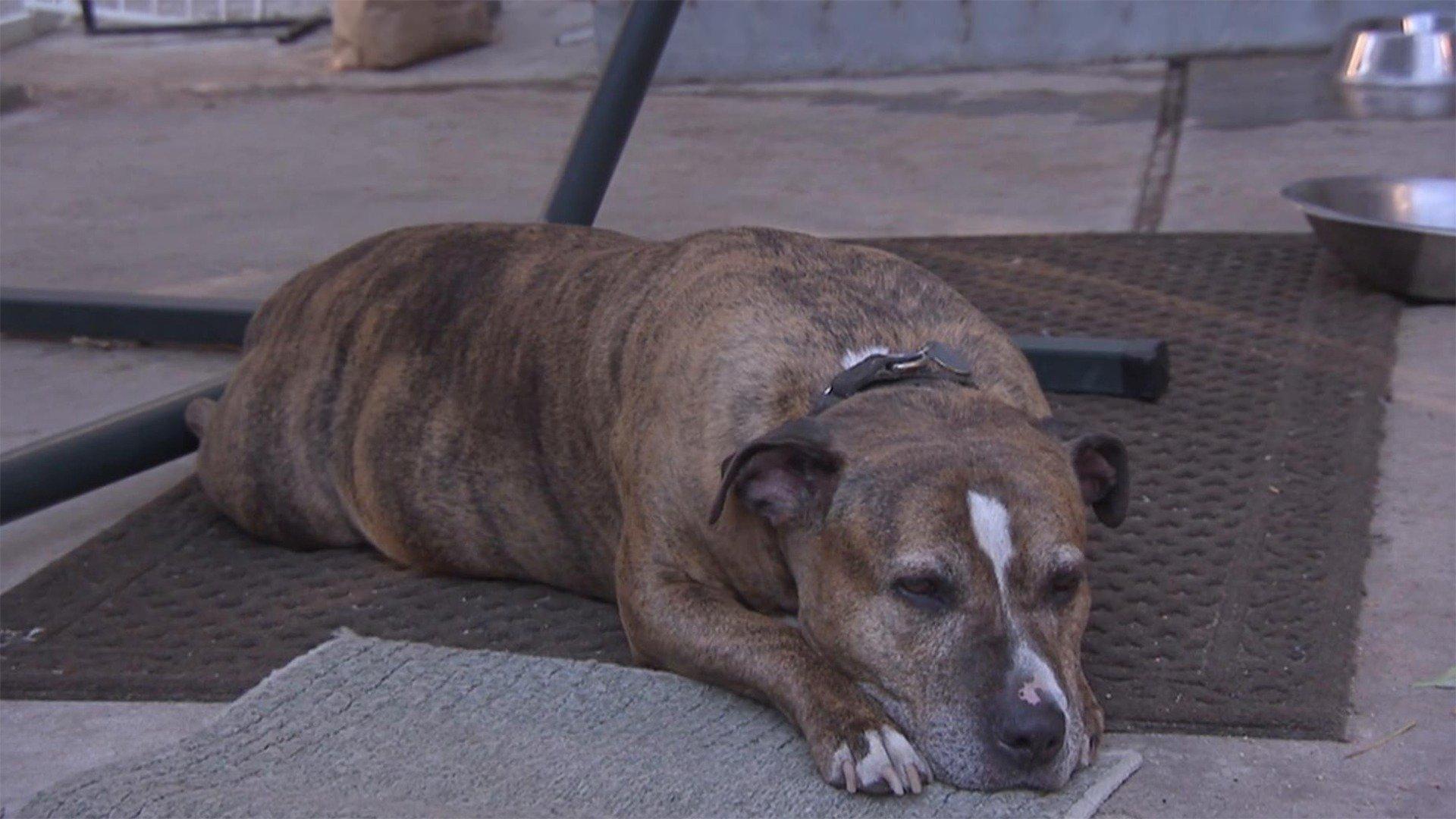 Watch Dog Whisperer: S4E29 - Tale of Two Cesars on Philo for Free