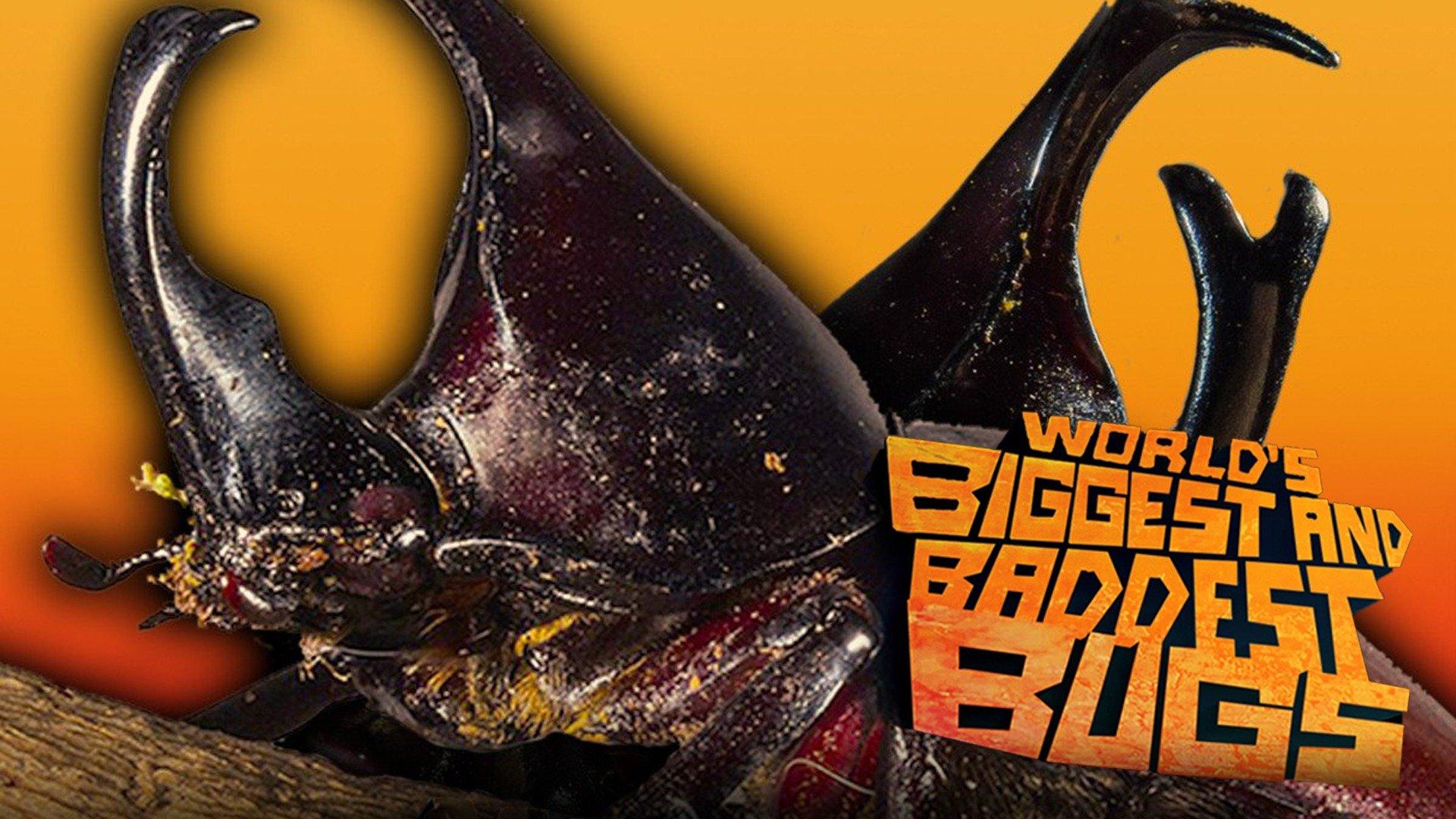 Watch World's Biggest and Baddest Bugs Streaming Online on Philo (Free ...