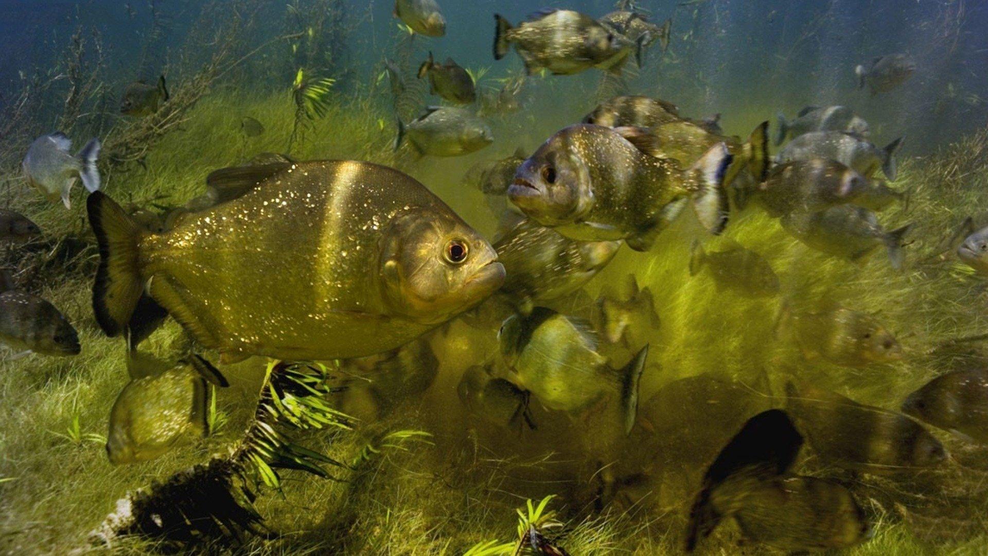 Watch Planet Earth: S1E3 - Freshwater on Philo (Free Trial)