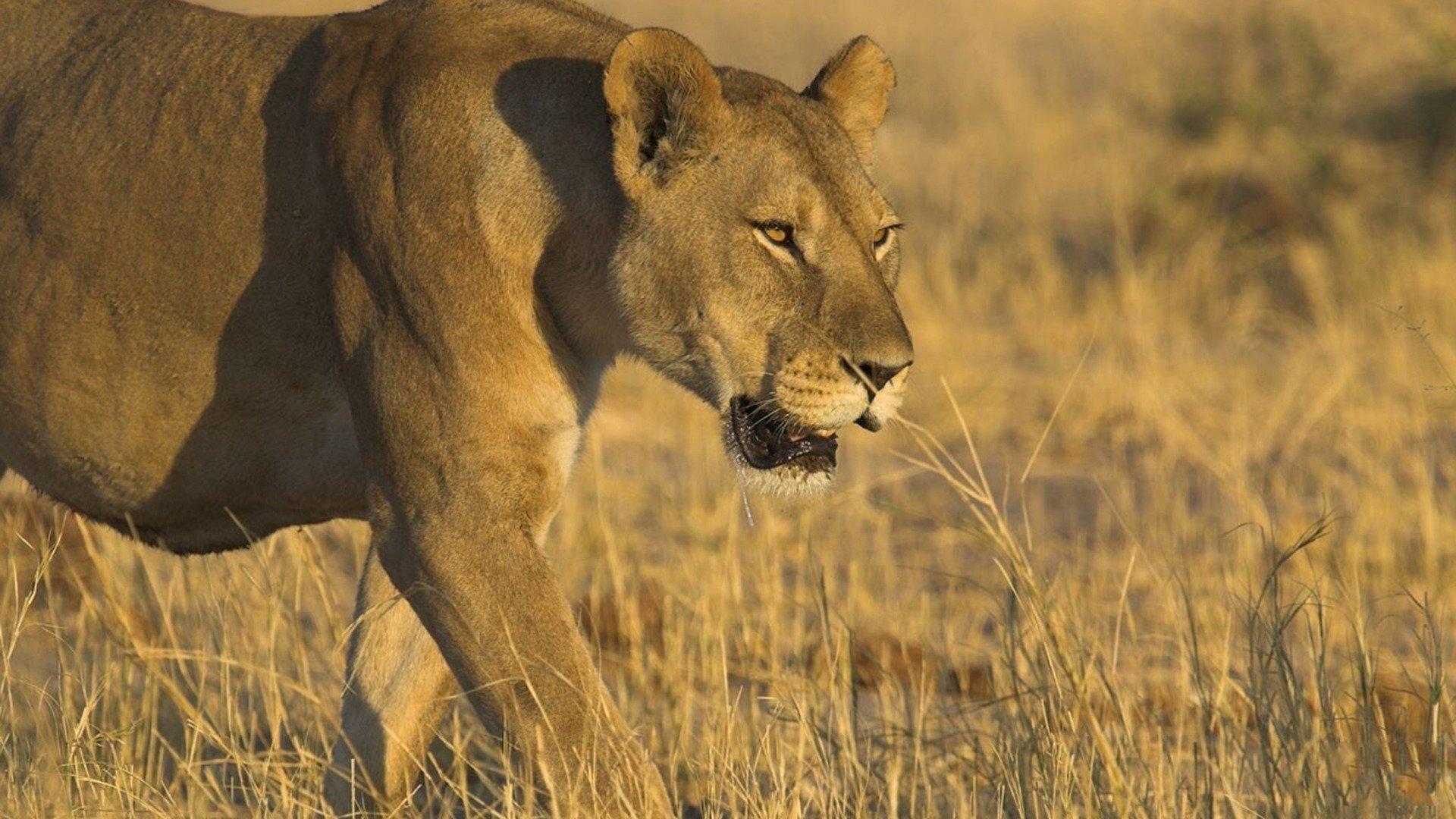 Planet Earth: Great Plains