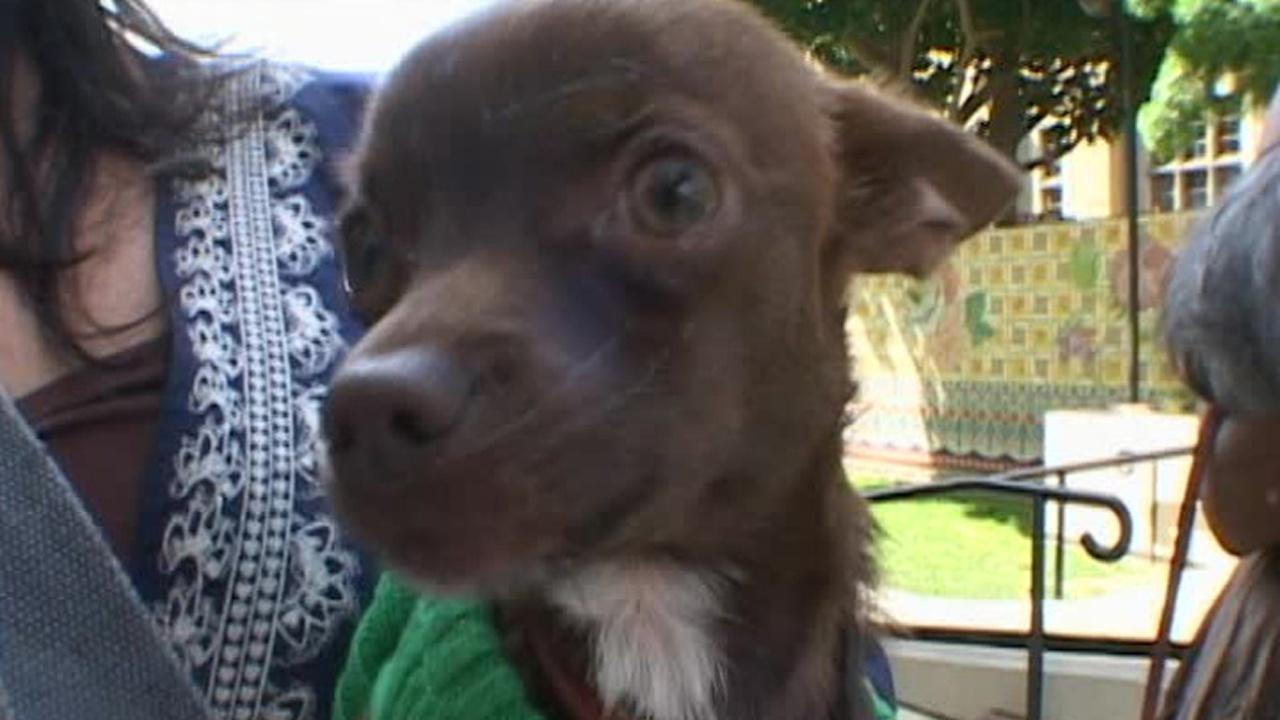 America's Cutest Puppies: Los Angeles, CA