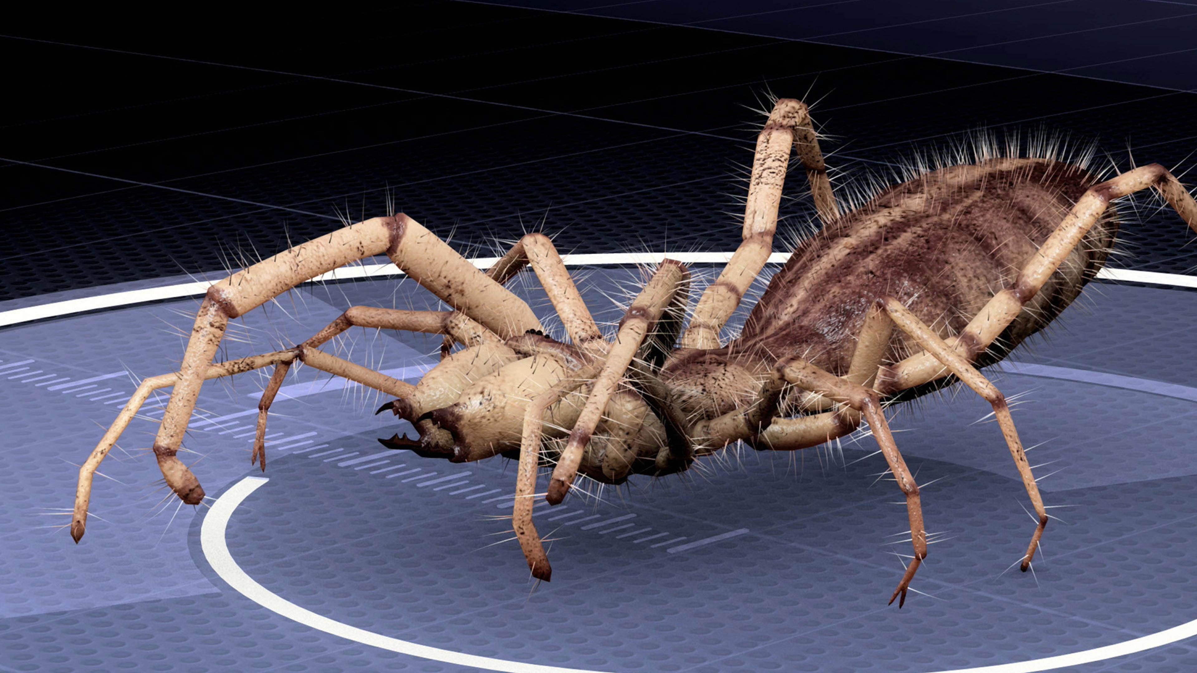 MonsterQuest: Monster Spiders