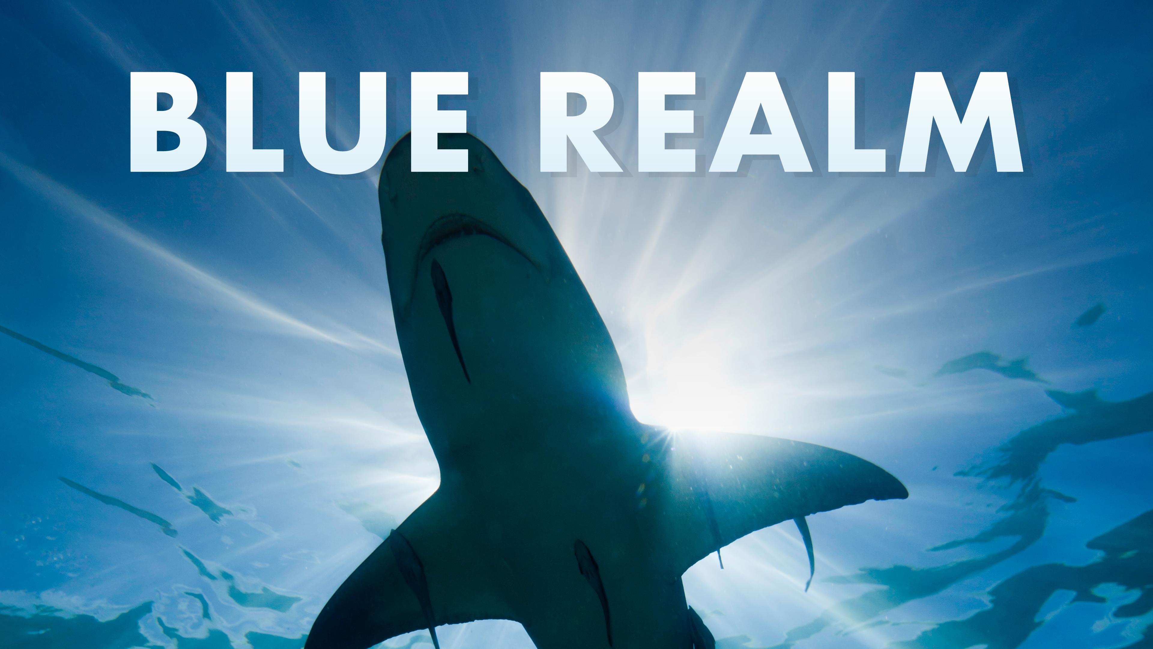 Watch Blue Realm Streaming Online on Philo (Free Trial)