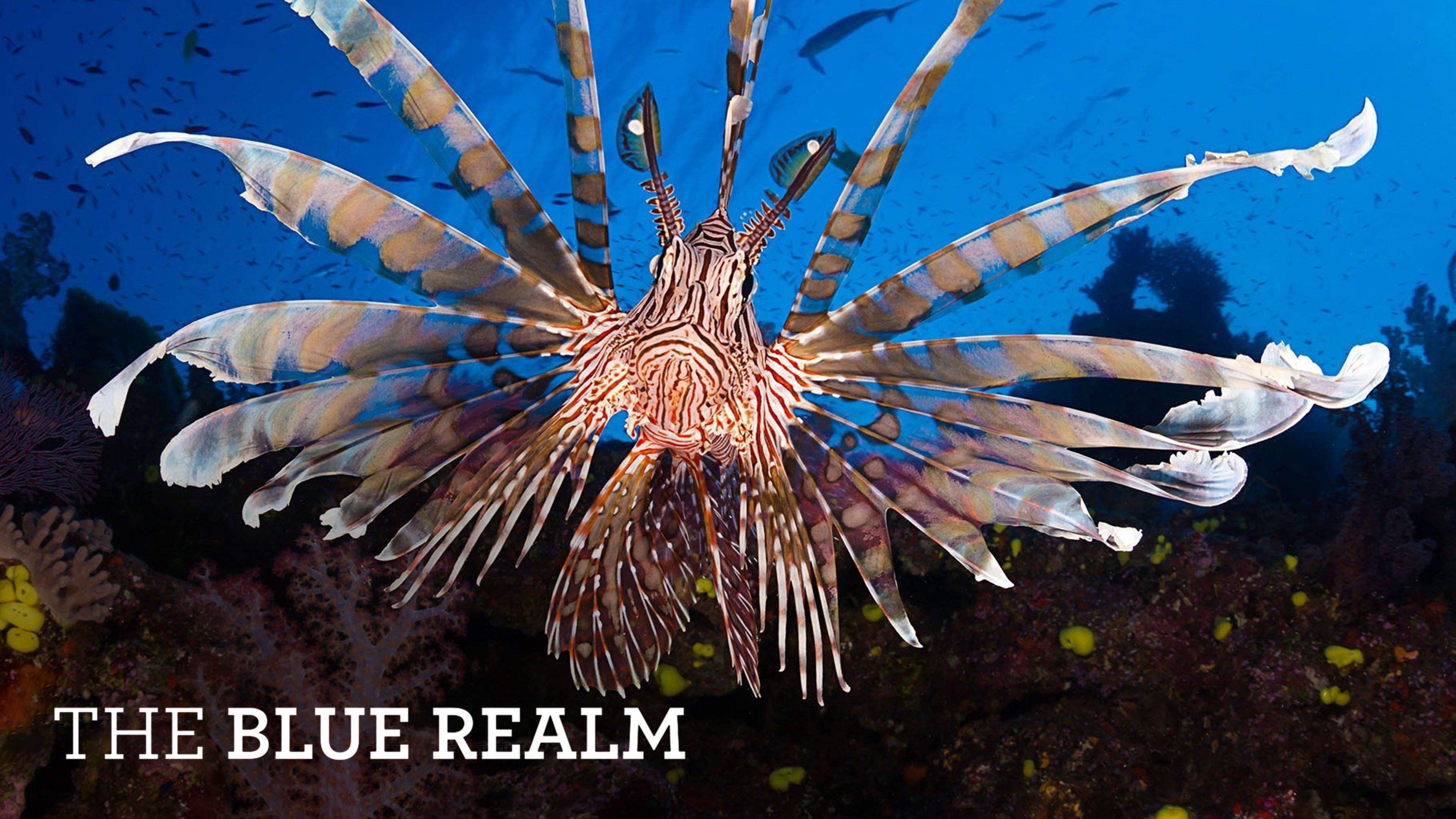 Watch The Blue Realm Streaming Online on Philo (Free Trial)